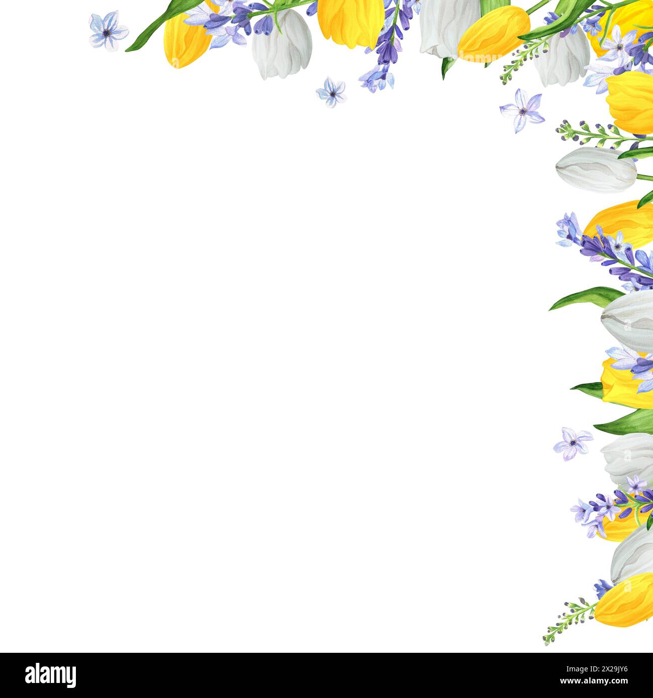 Hand-drawn watercolor illustration. Right upper corner with colorful white and yellow tulips and ...