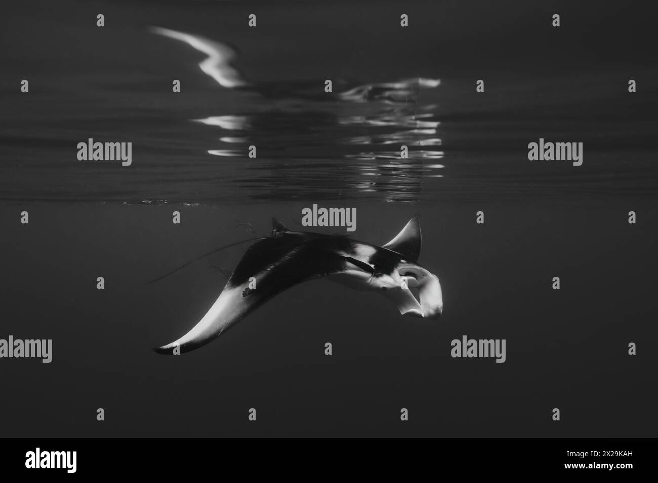 Reef manta ray (Mobula alfredi) gliding above the coral reef in Mayotte ...