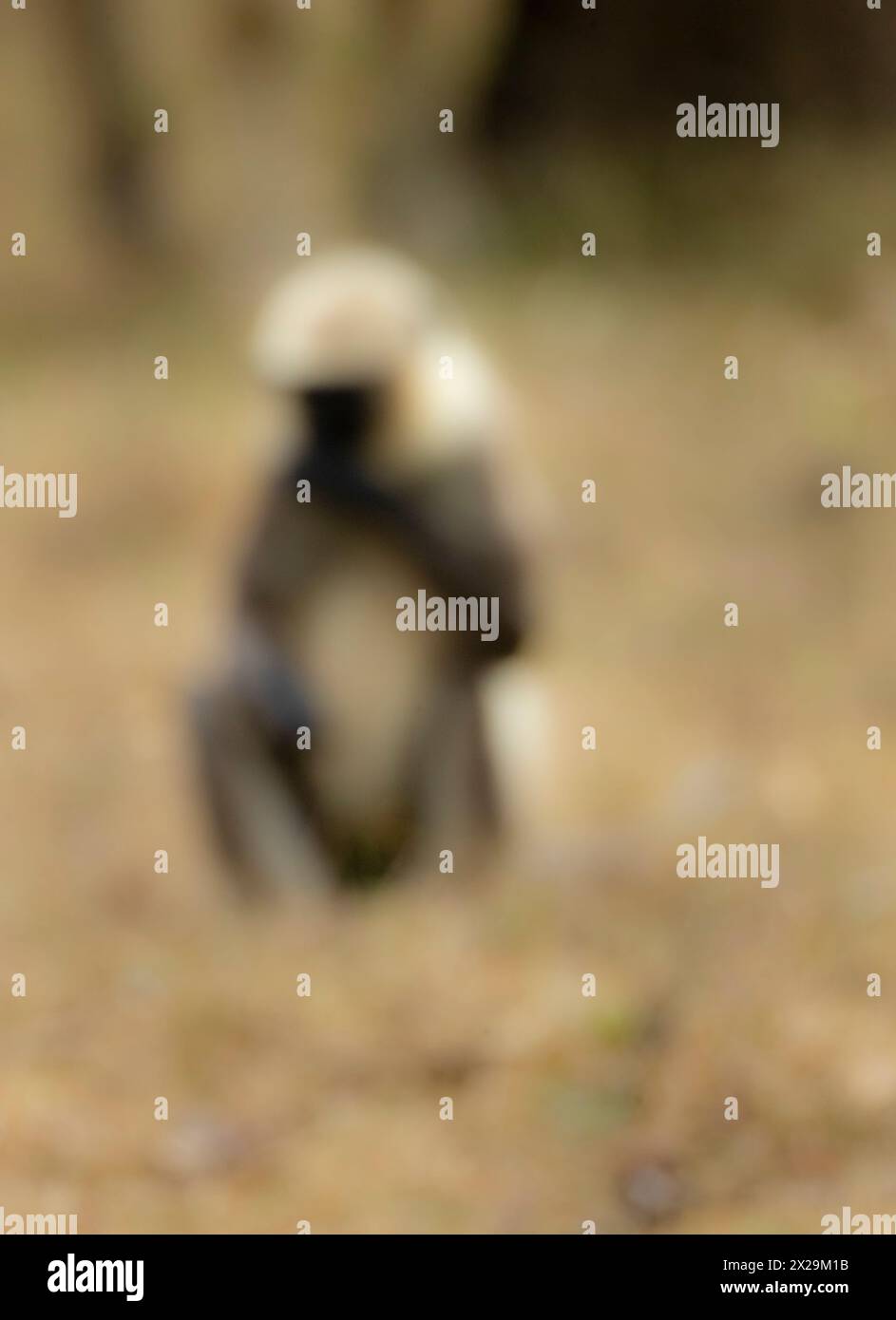 Malabar Sacred Langur or Black Footed Langur, Semnopithecus hypoleucos ...