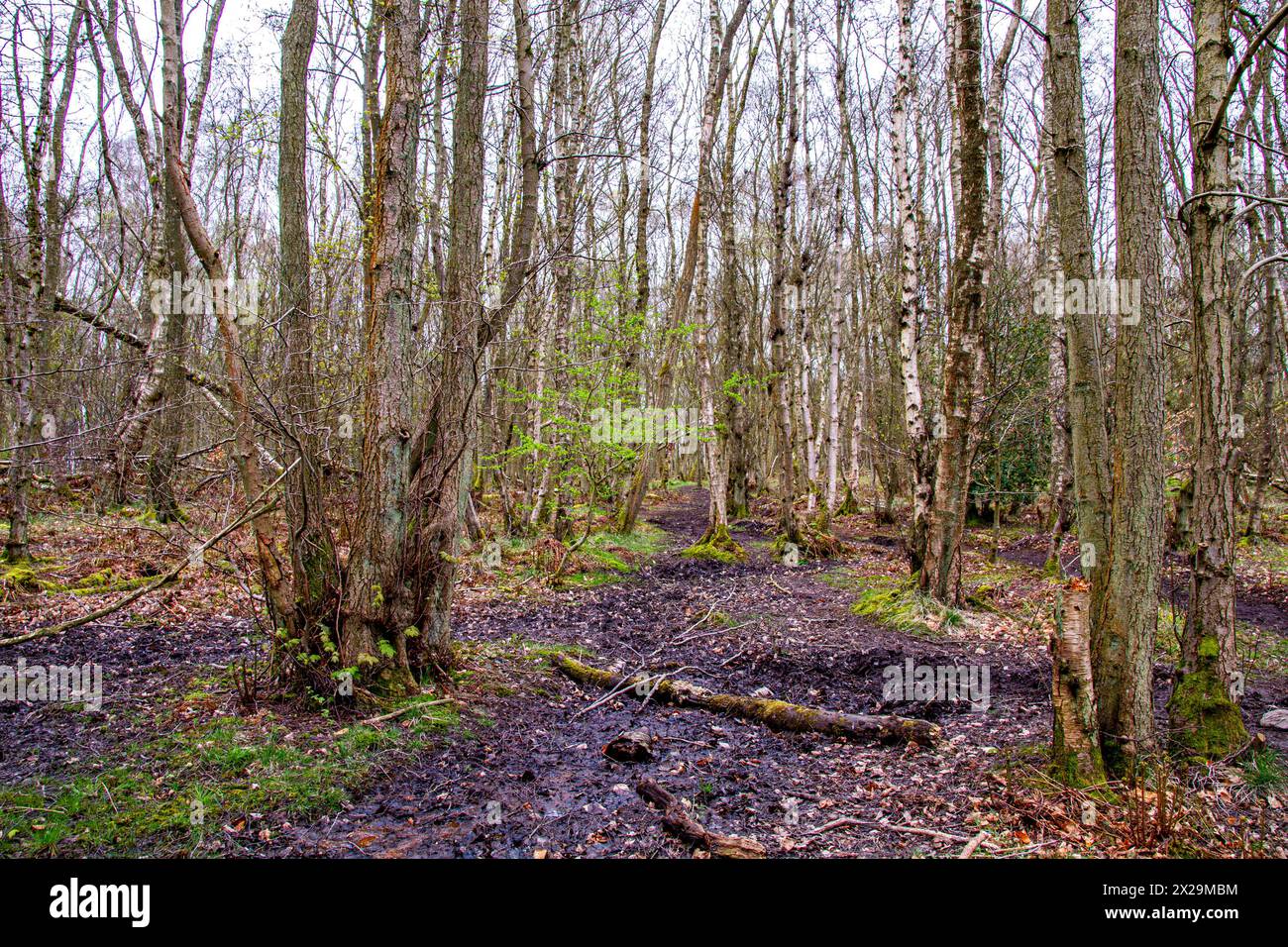 Dundee, Tayside, Scotland, UK. 21st Apr, 2024. UK Weather: Cloudy and ...