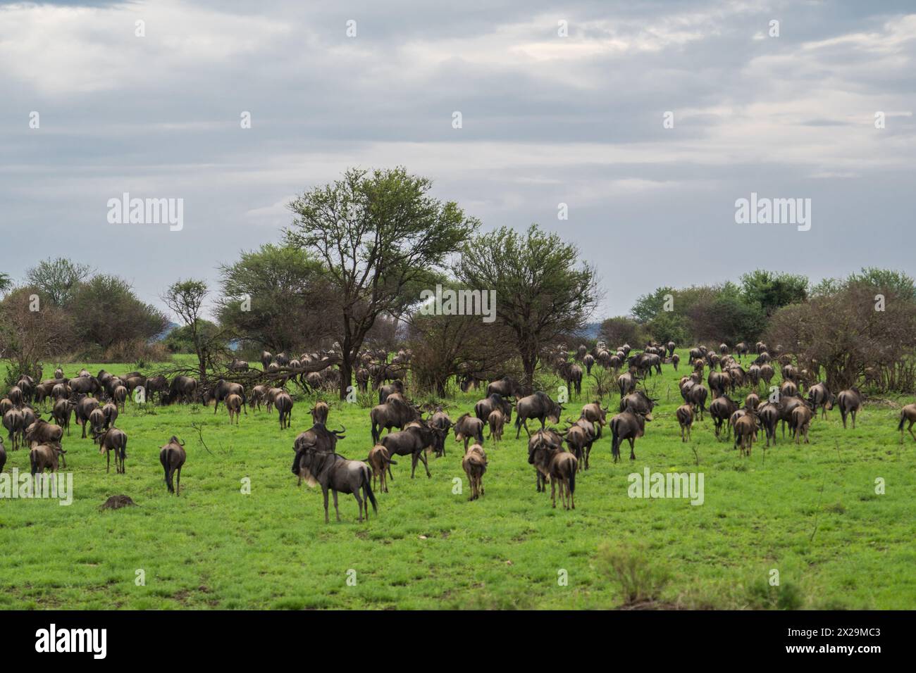 Wildebeest herd / migration, Serengeti, Tanzania Stock Photo - Alamy