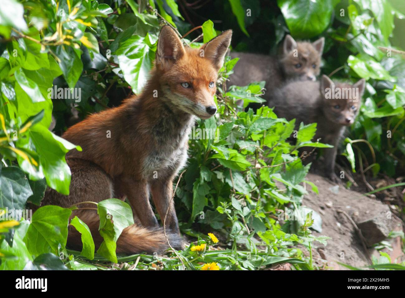 UK weather: London, 20 April 2024: Spring sunshine brings fox cubs out ...