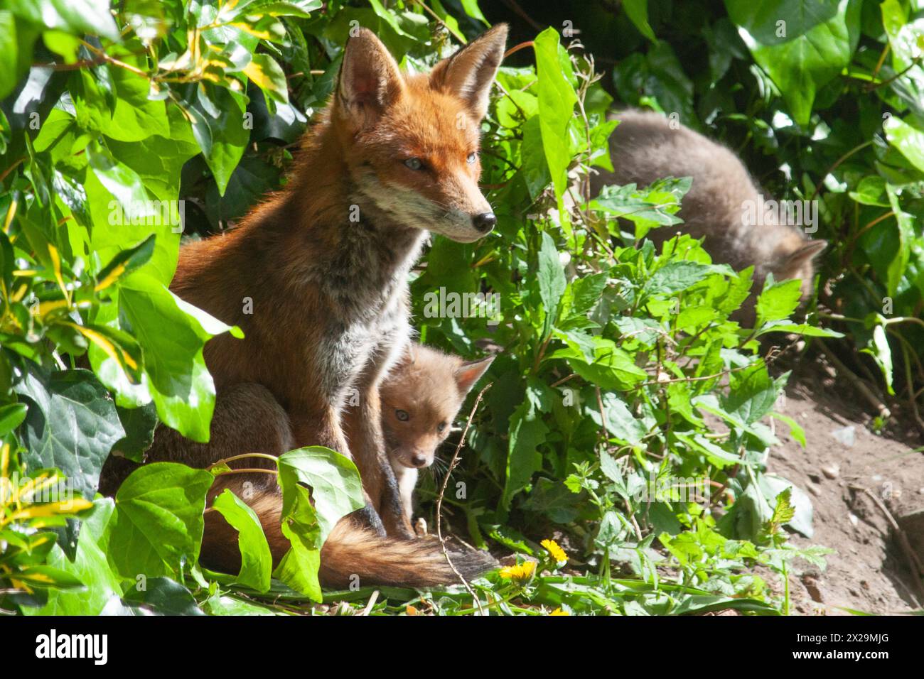 UK weather: London, 20 April 2024: Spring sunshine brings fox cubs out ...