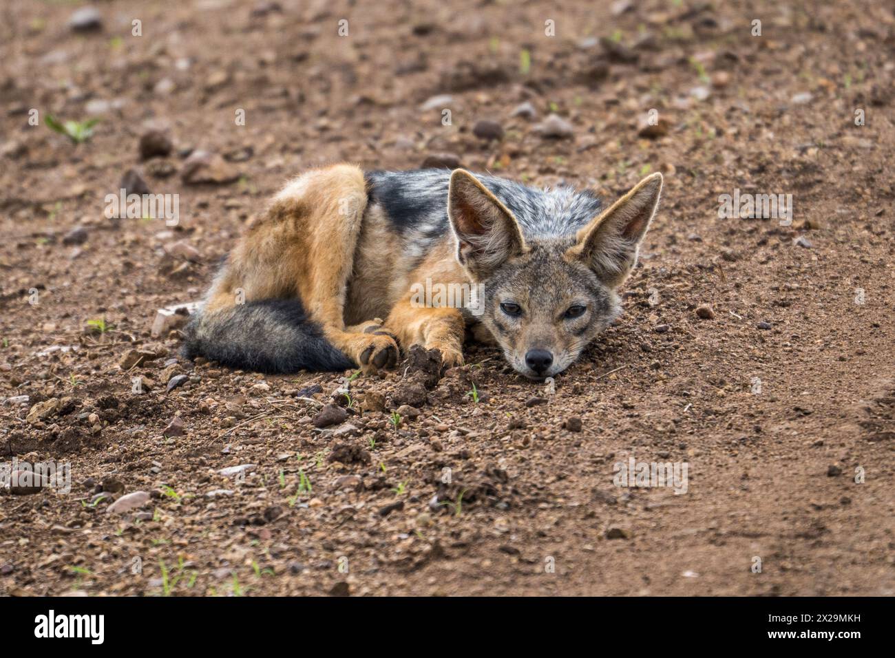 Jackal baby hi-res stock photography and images - Alamy
