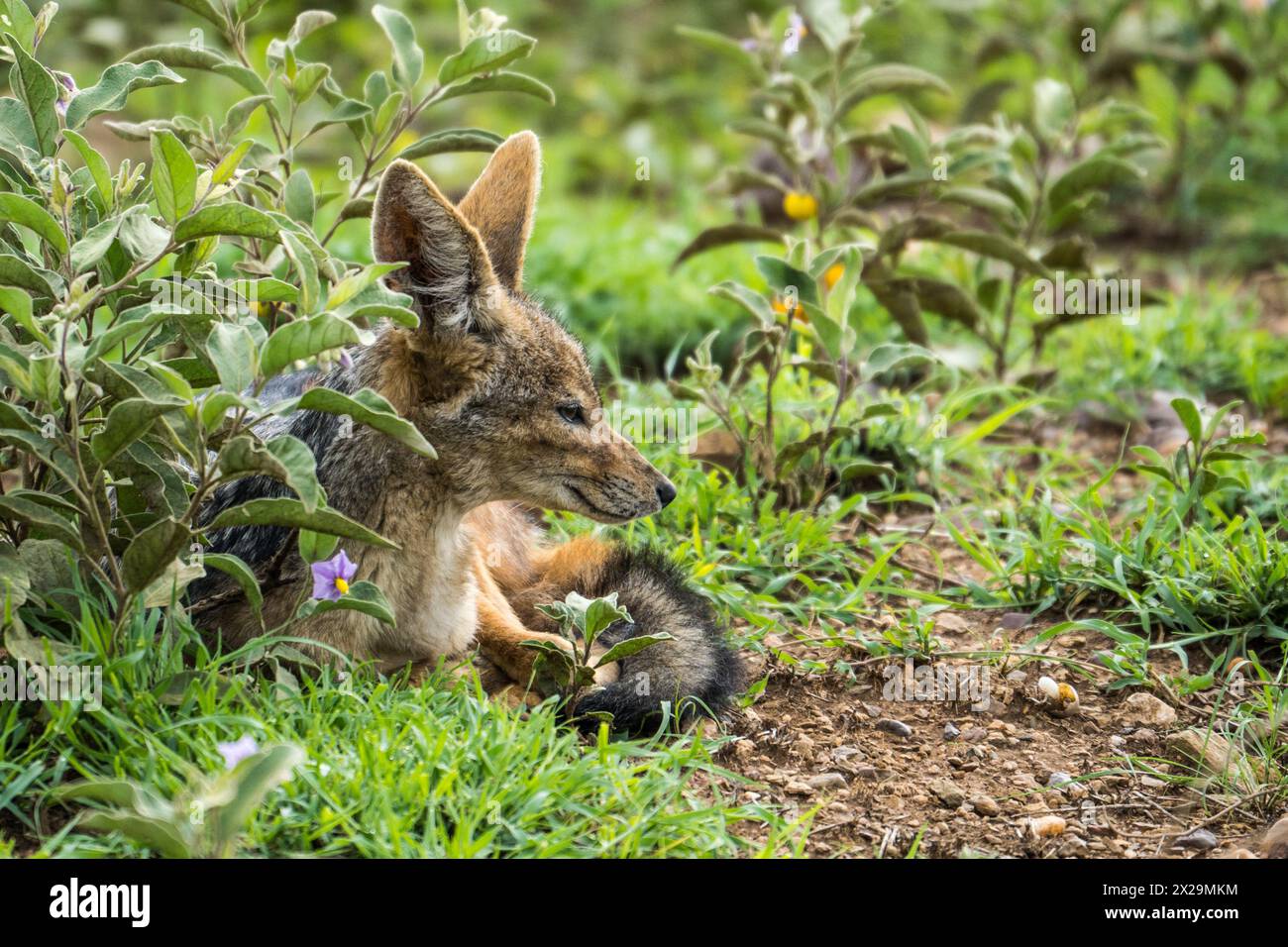 Jackal baby hi-res stock photography and images - Alamy