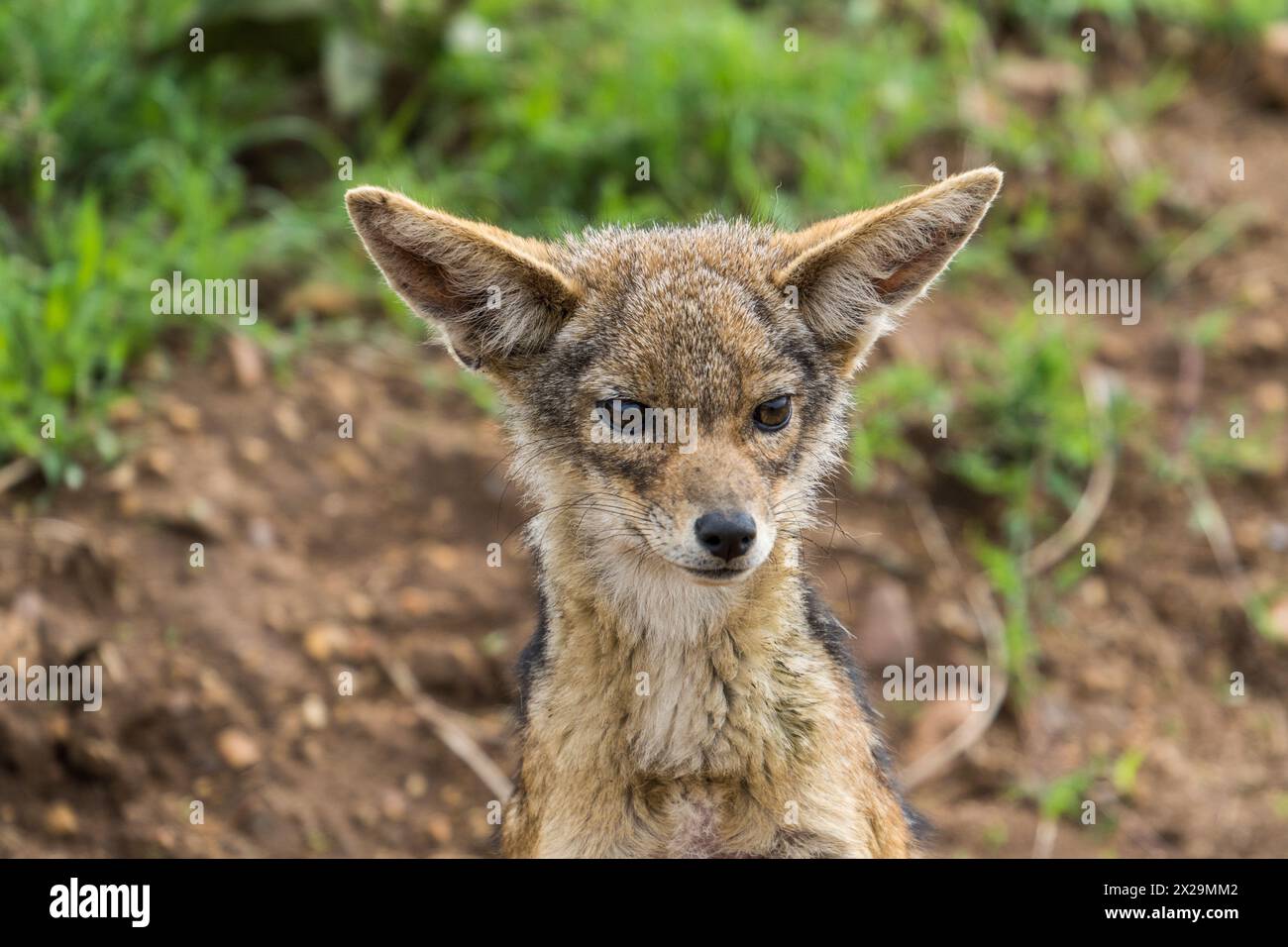 Jackal baby hi-res stock photography and images - Alamy