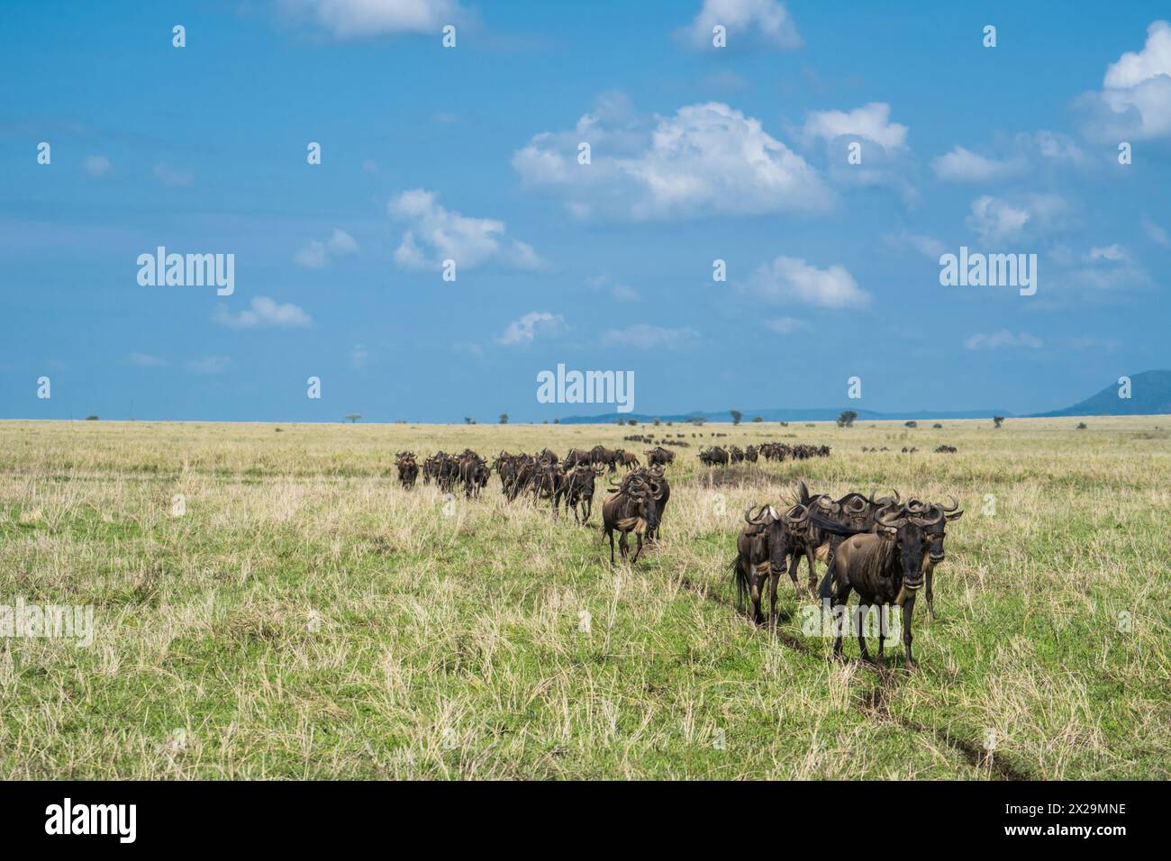 Wildebeest herd / migration, Serengeti, Tanzania Stock Photo - Alamy