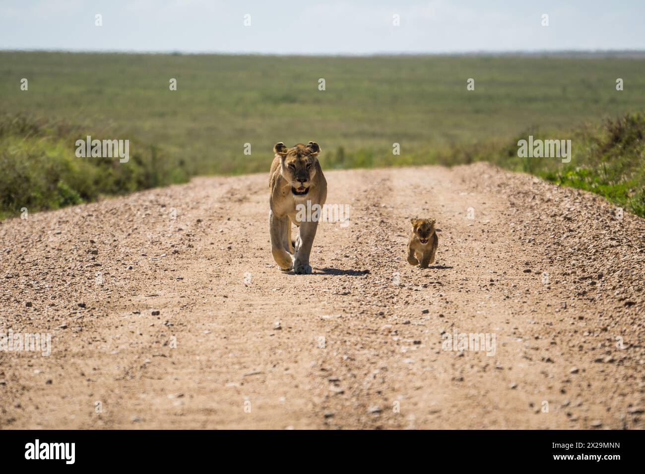 Female lion with baby, Serengeti, Tanzania Stock Photo - Alamy