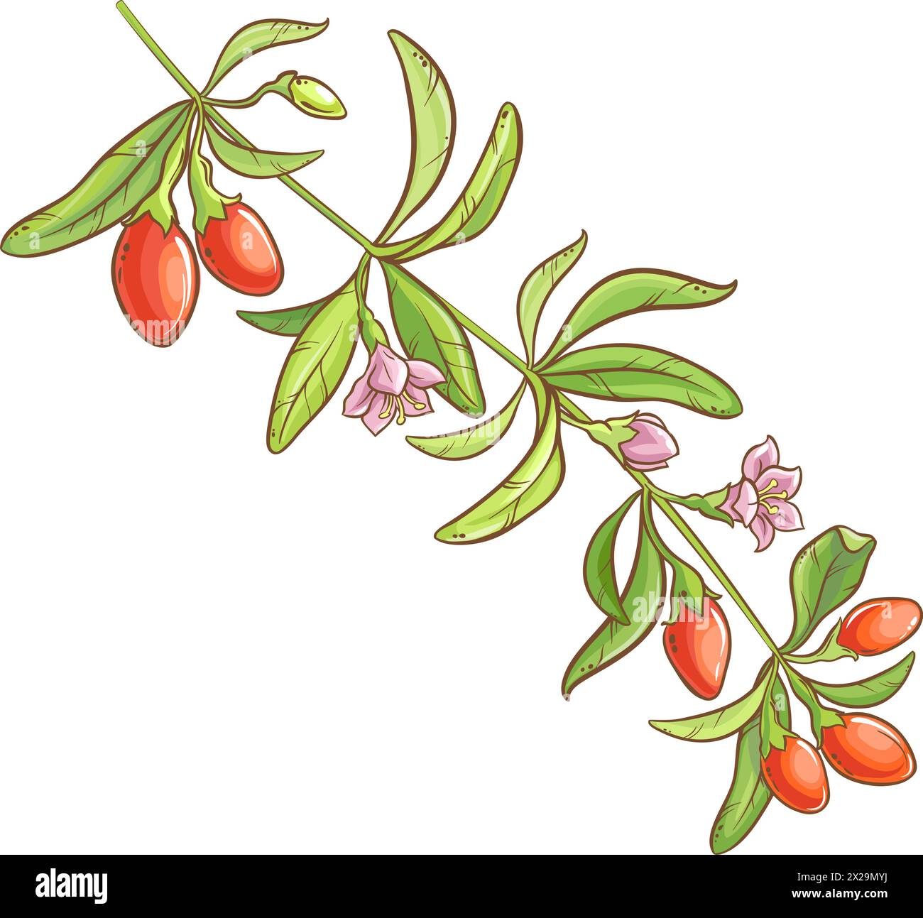 Goji berry plant flower Cut Out Stock Images & Pictures - Alamy