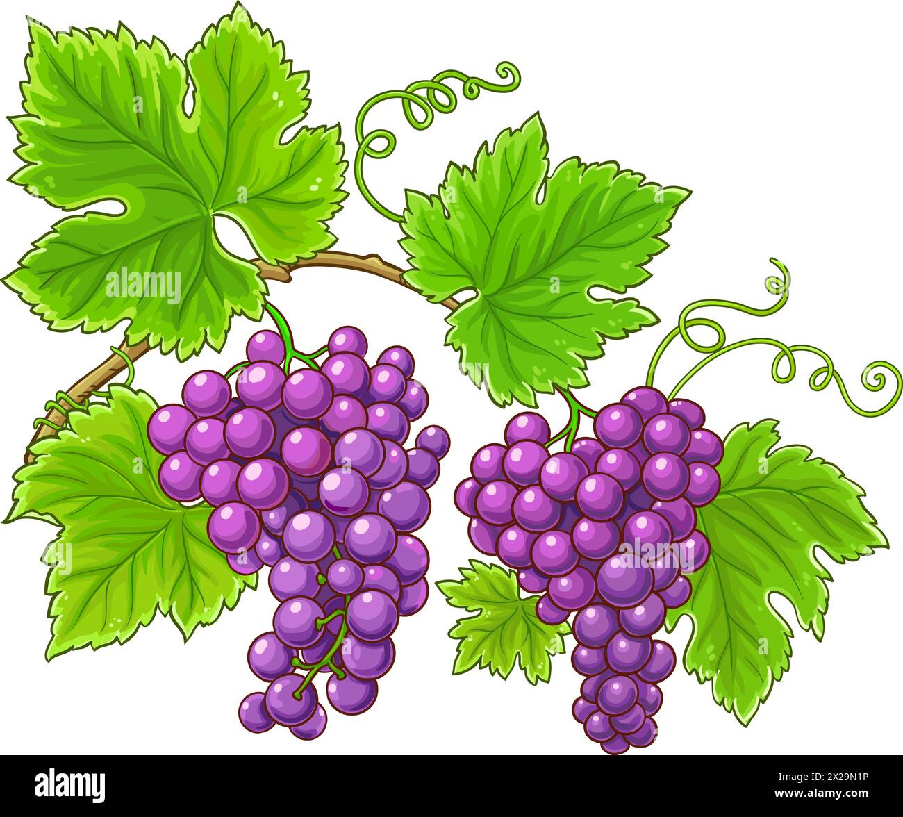 Grapes Branch Colored Detailed Illustration Stock Vector Image & Art ...