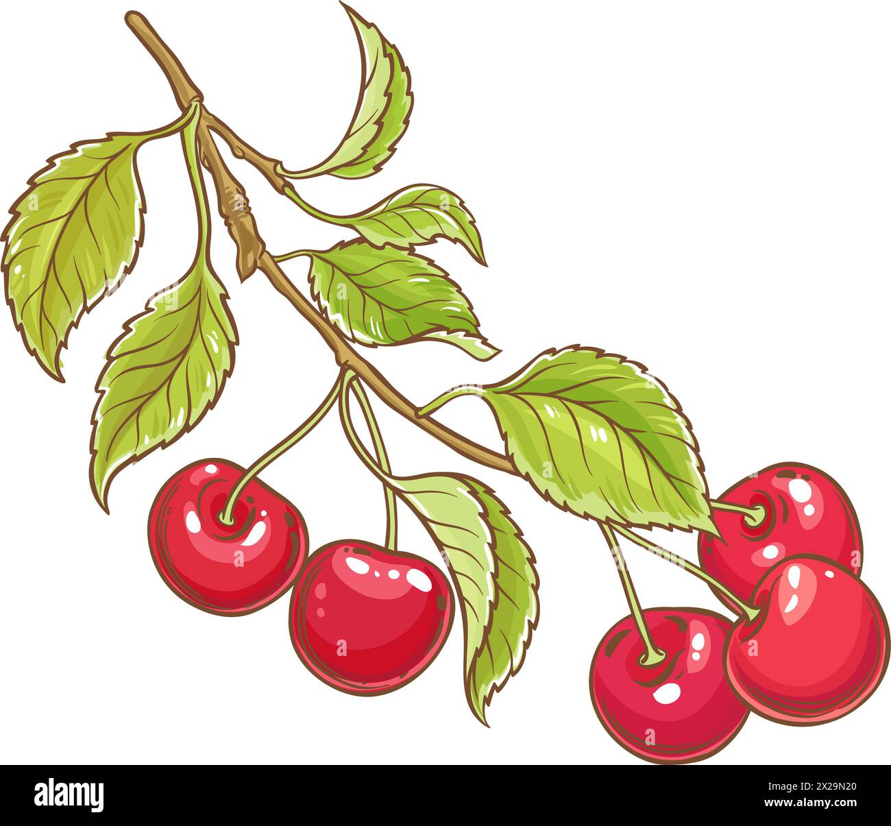 Cherry Branch Colored Detailed Illustration Stock Vector Image & Art ...