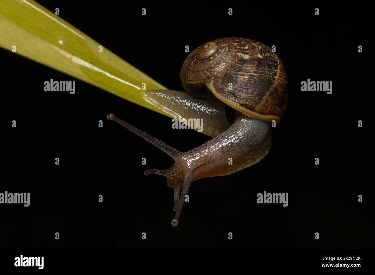 Common Garden Snail on plant leaf Stock Photo - Alamy