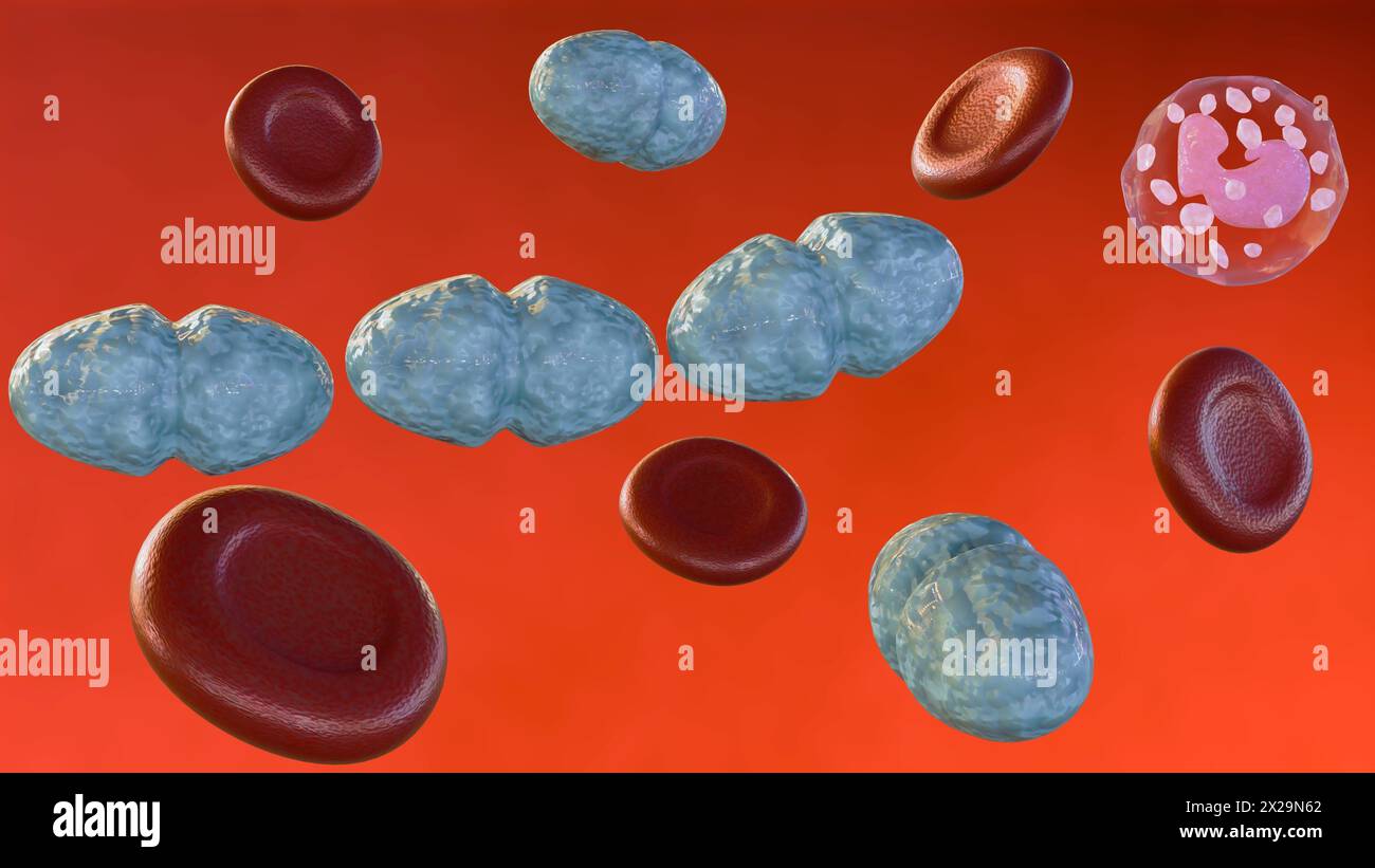 3d rendering of Septicemia, or sepsis, is the clinical name for blood ...
