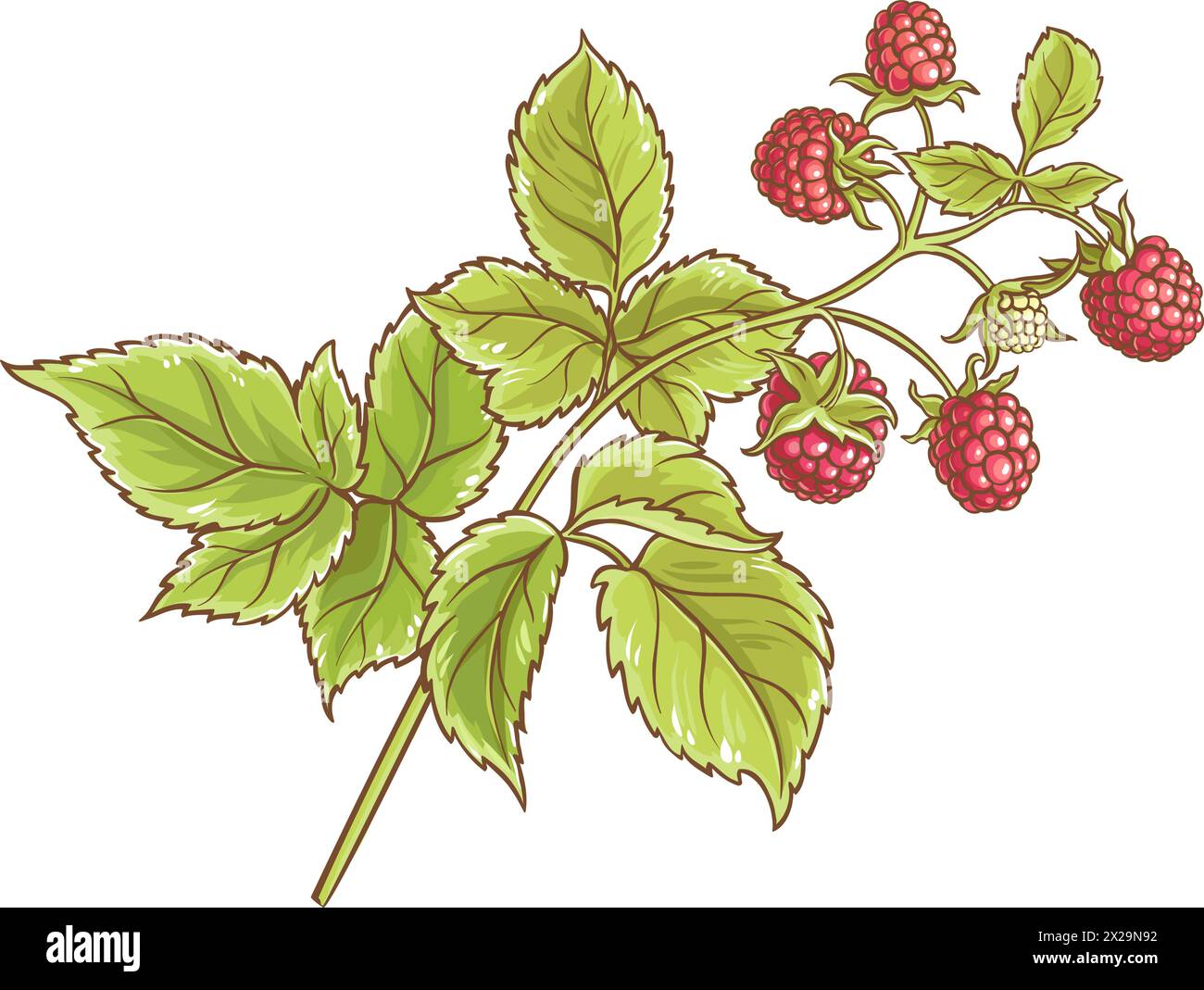 Raspberry Branch Colored Detailed Illustration Stock Vector Image & Art - Alamy