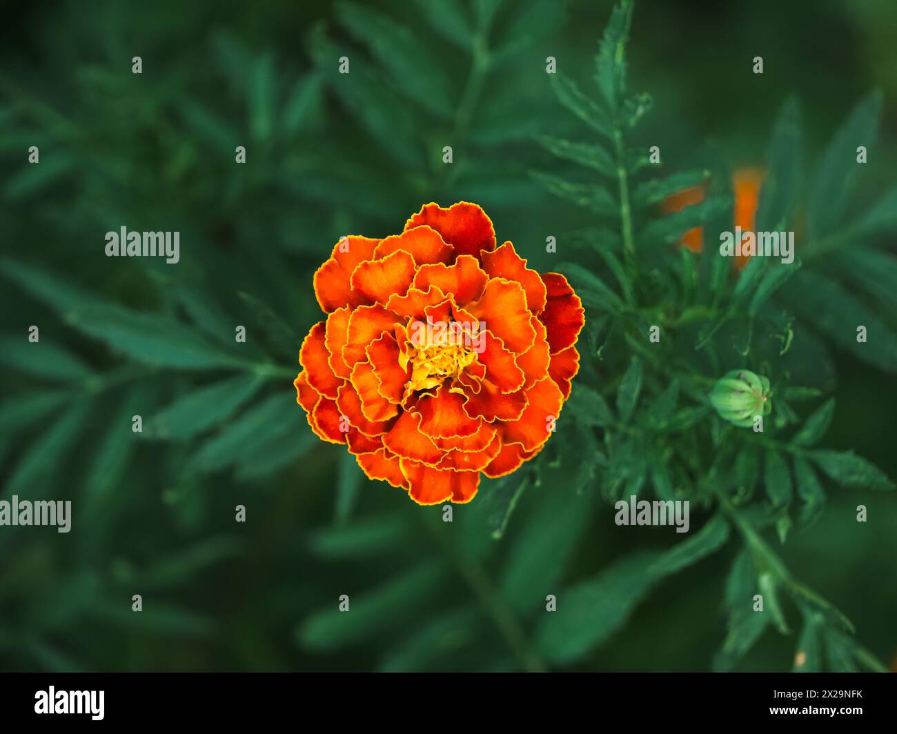 Close-up of a marigold flower, its fiery petals unfolding against the ...