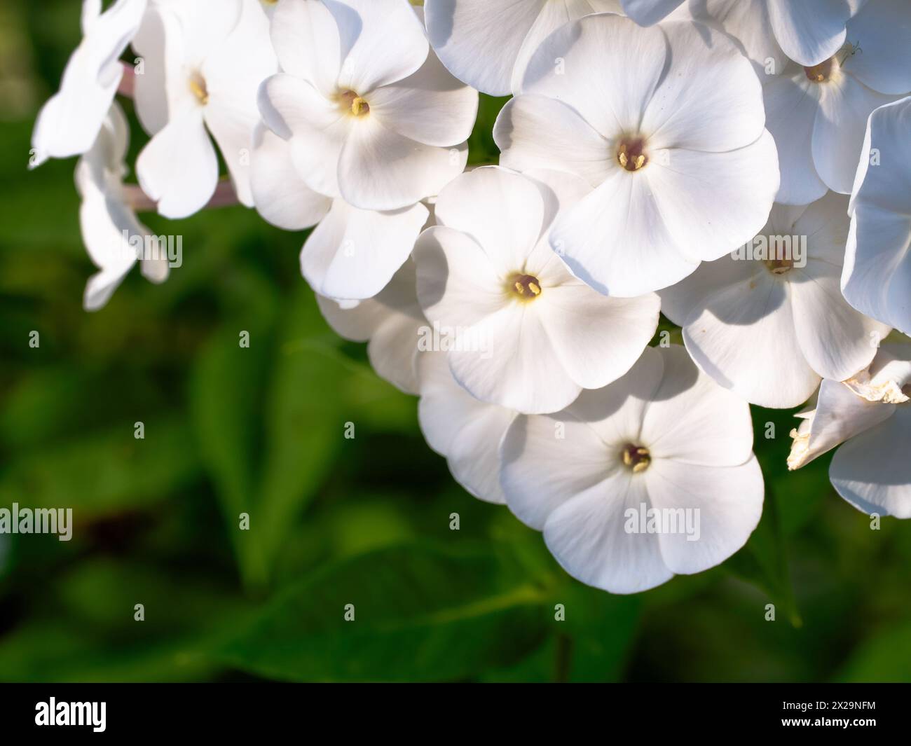 A cluster of pristine white flowers with a soft focus background of ...