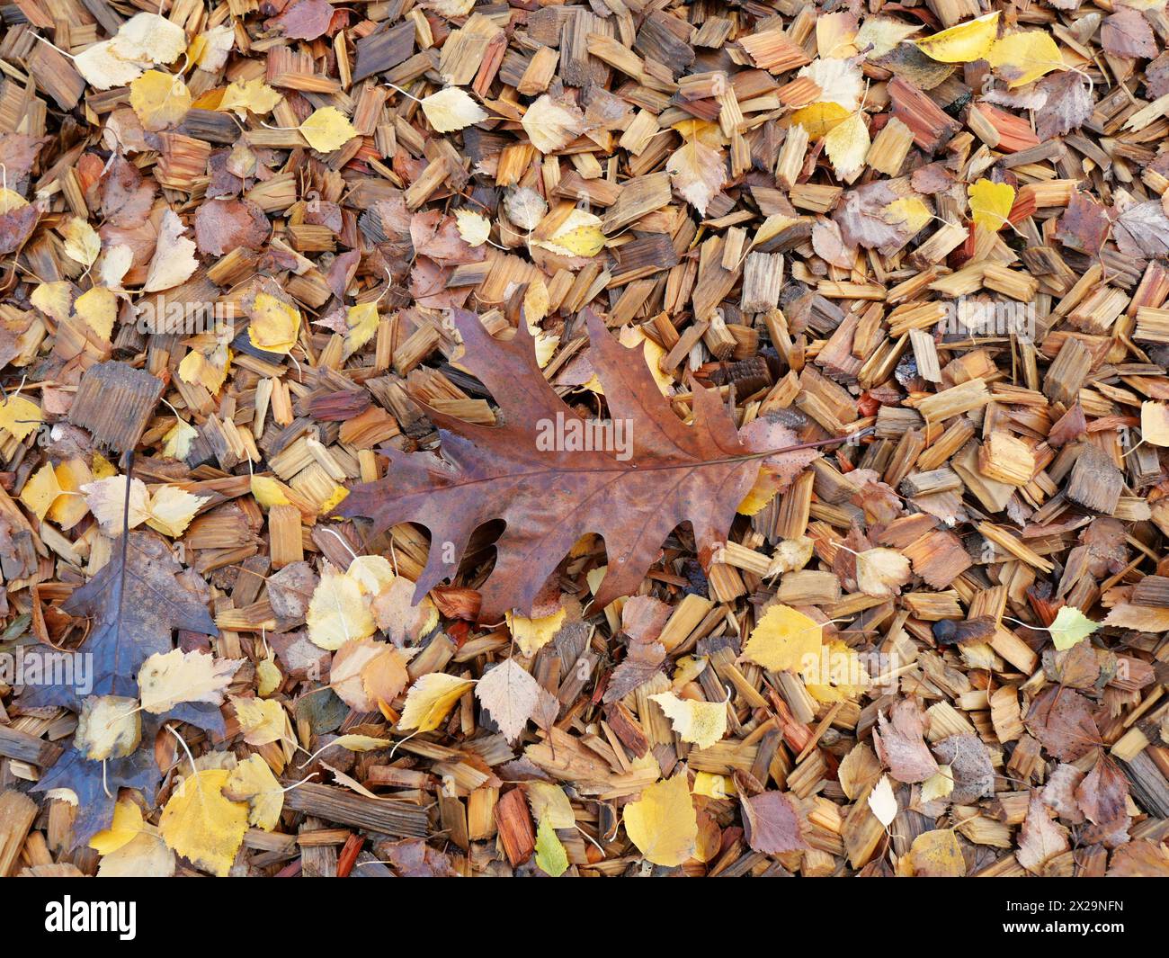 Autumn scene- Mulched ground with oak leaf, popular for fertilization ...