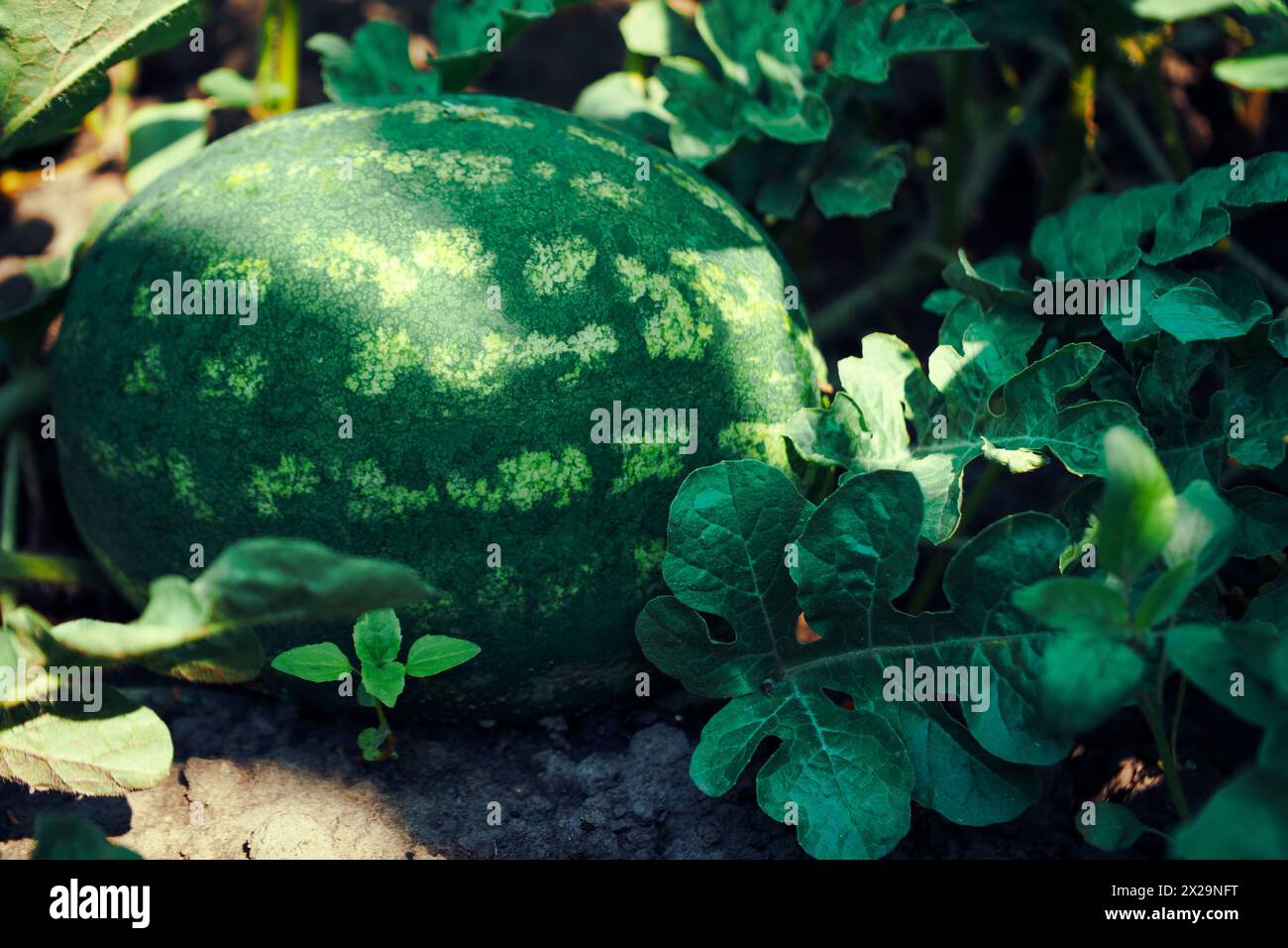 A sunlit watermelon amid greenery evokes feelings of warm summer days ...