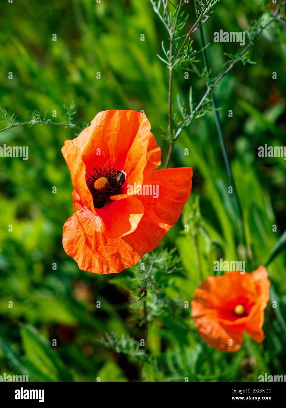 Richly colored flower hi-res stock photography and images - Alamy