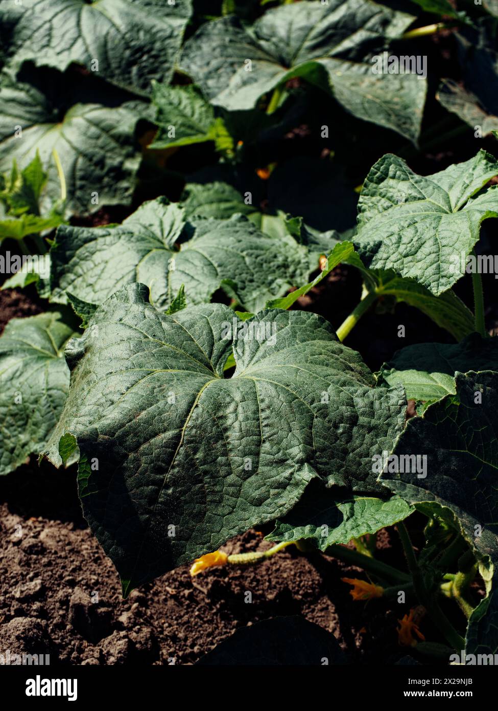 Life’s Resilience: Fresh leaves sprouting from the ground, symbolizing ...