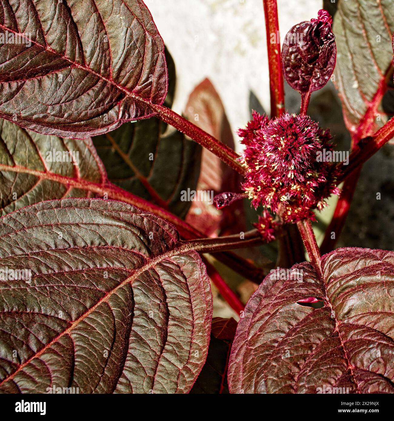 Color contrast with the surrounding flowers hi-res stock photography ...