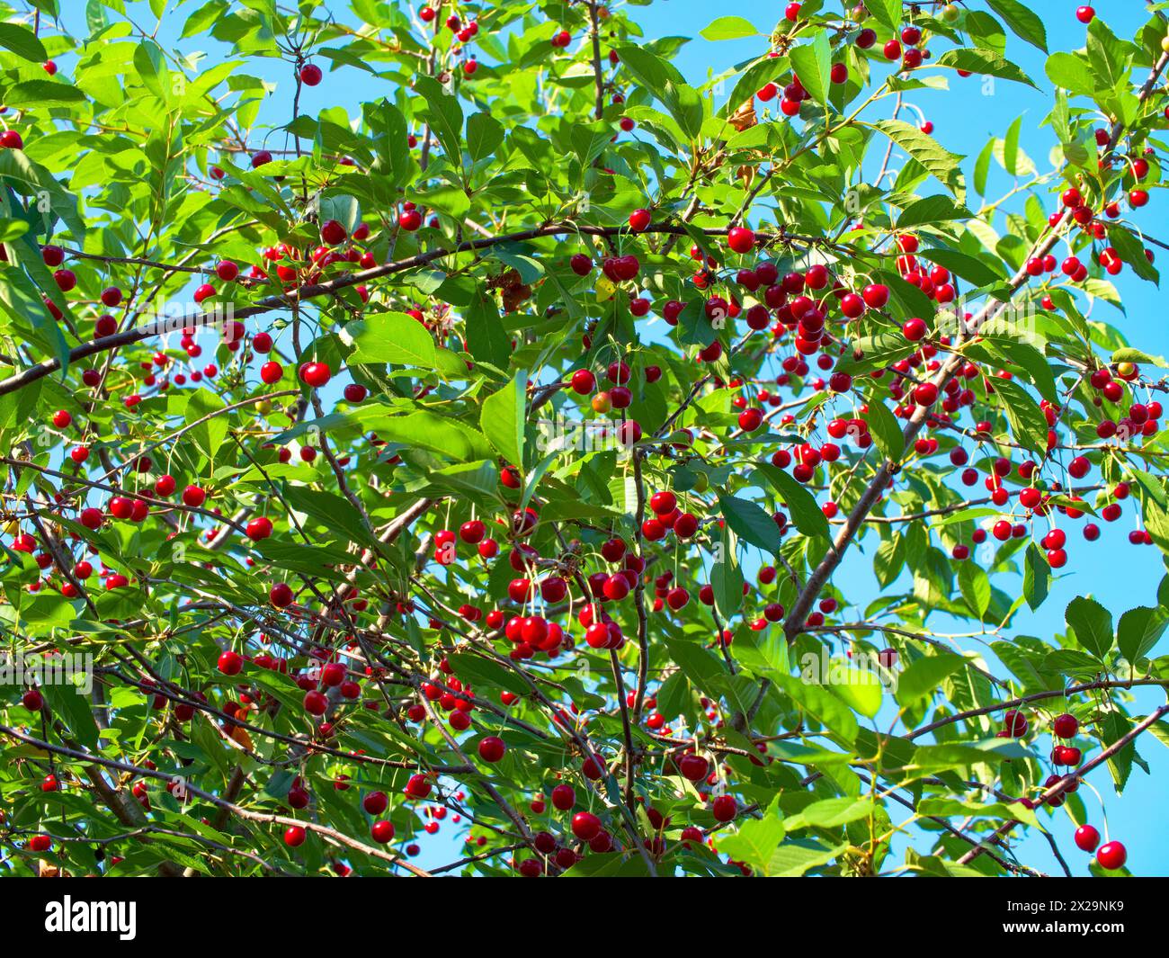 Ripeness showcases hi-res stock photography and images - Alamy