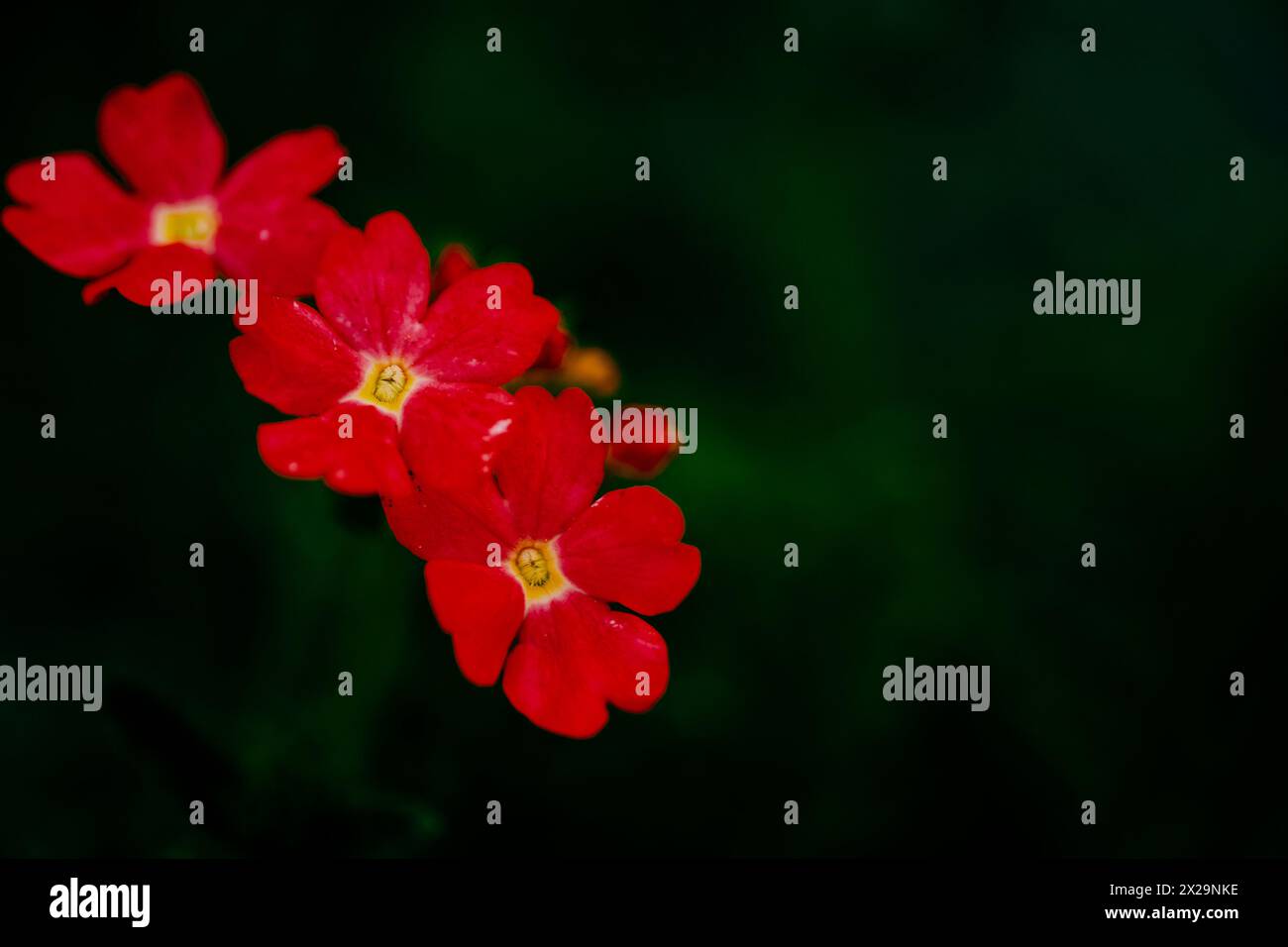 Radiant red blooms hi-res stock photography and images - Alamy