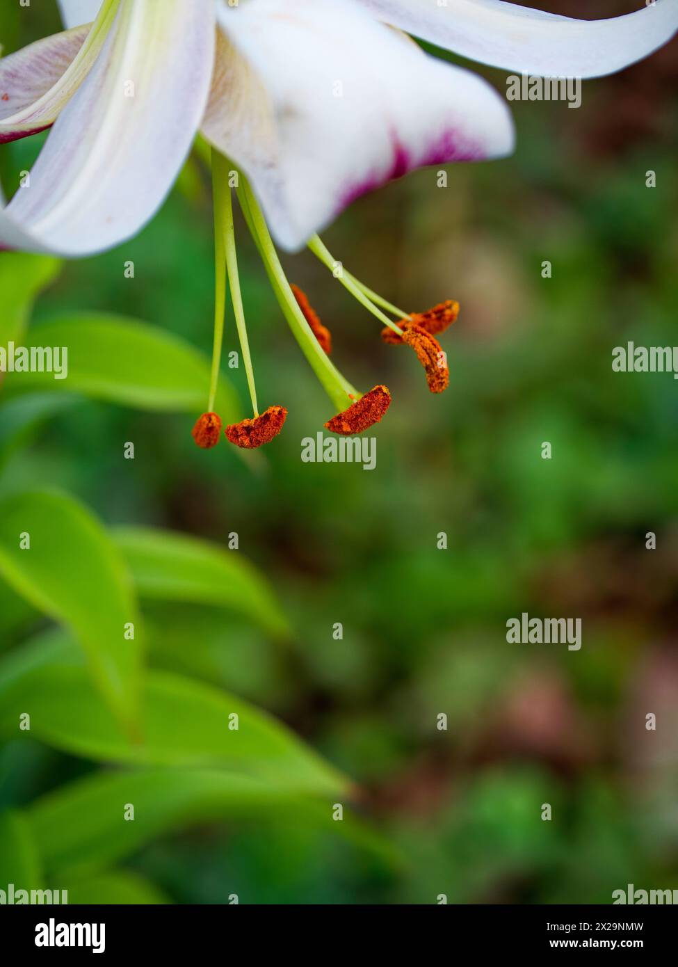 White lily stamens pollen hi-res stock photography and images - Alamy