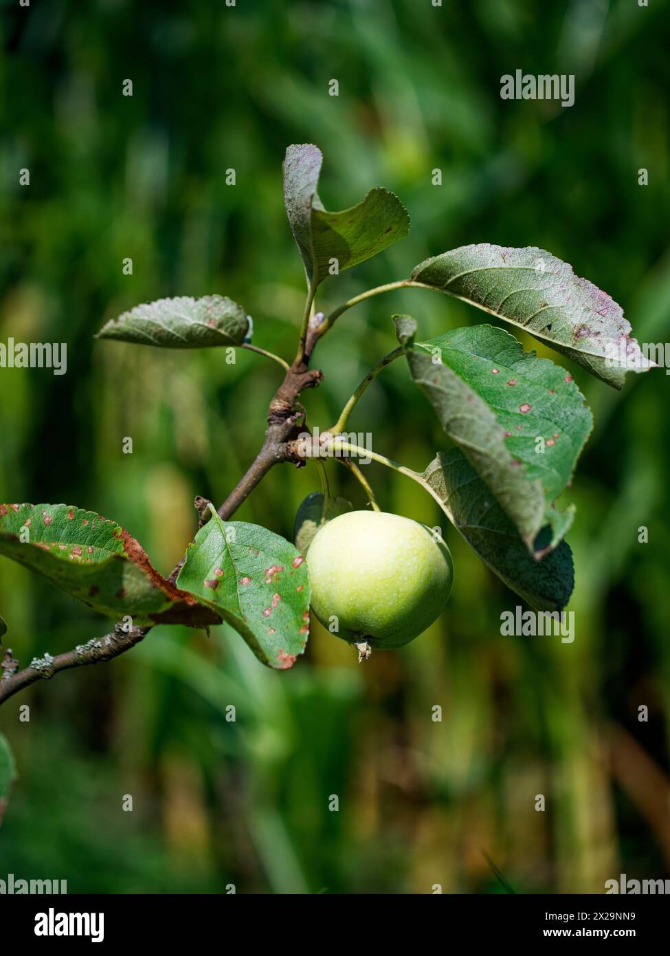 An unripe apple surrounding leaves bearing, fruit Stock Photo - Alamy