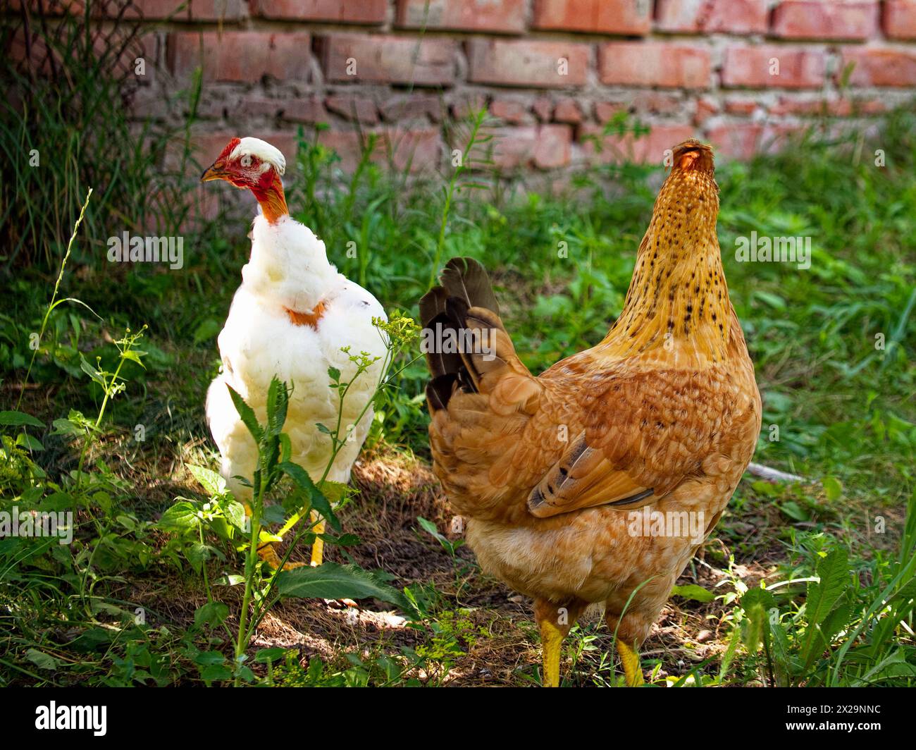 Two chickens in a garden against a rustic brick backdrop, portraying ...
