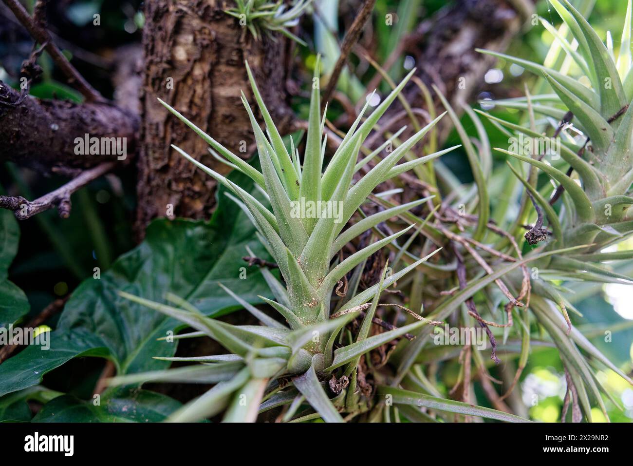 Tillandsia aeranthos on the bark of a tree Stock Photo - Alamy