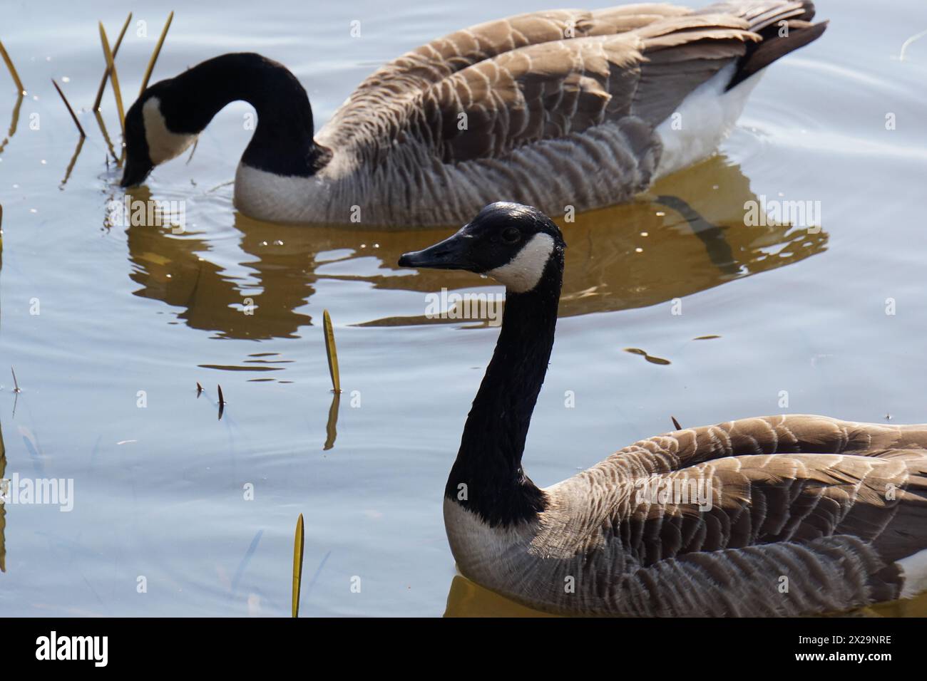 Close up of geese in water Stock Photo - Alamy