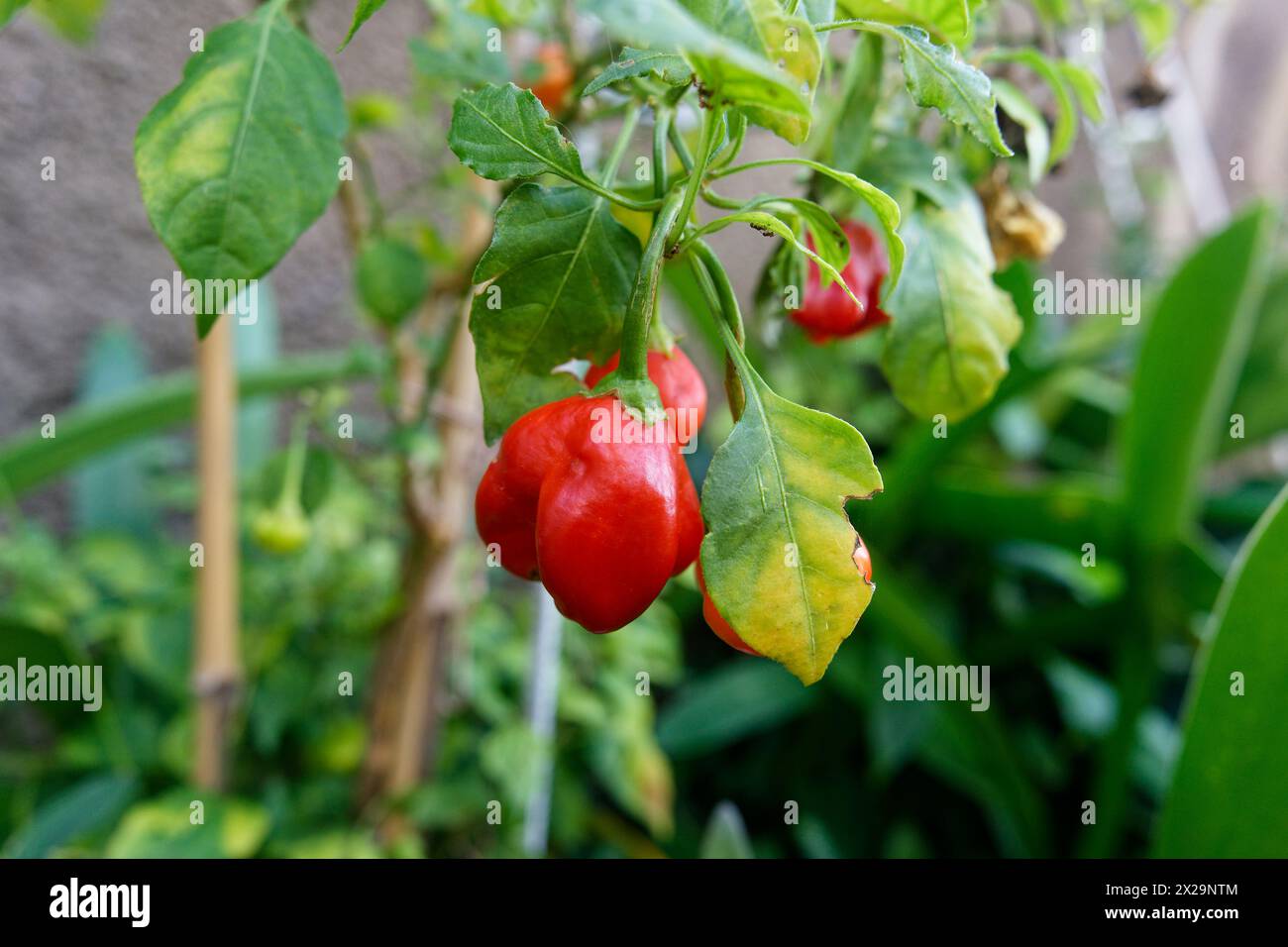 small red fruits of the Capsicum baccatum plant Stock Photo - Alamy