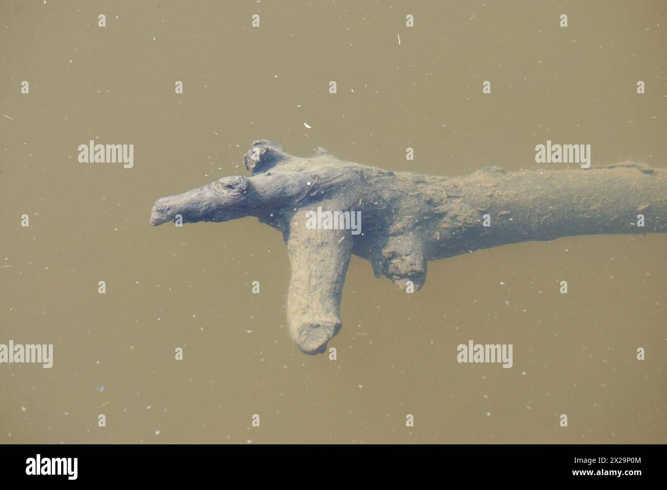 Branch underwater hi-res stock photography and images - Alamy