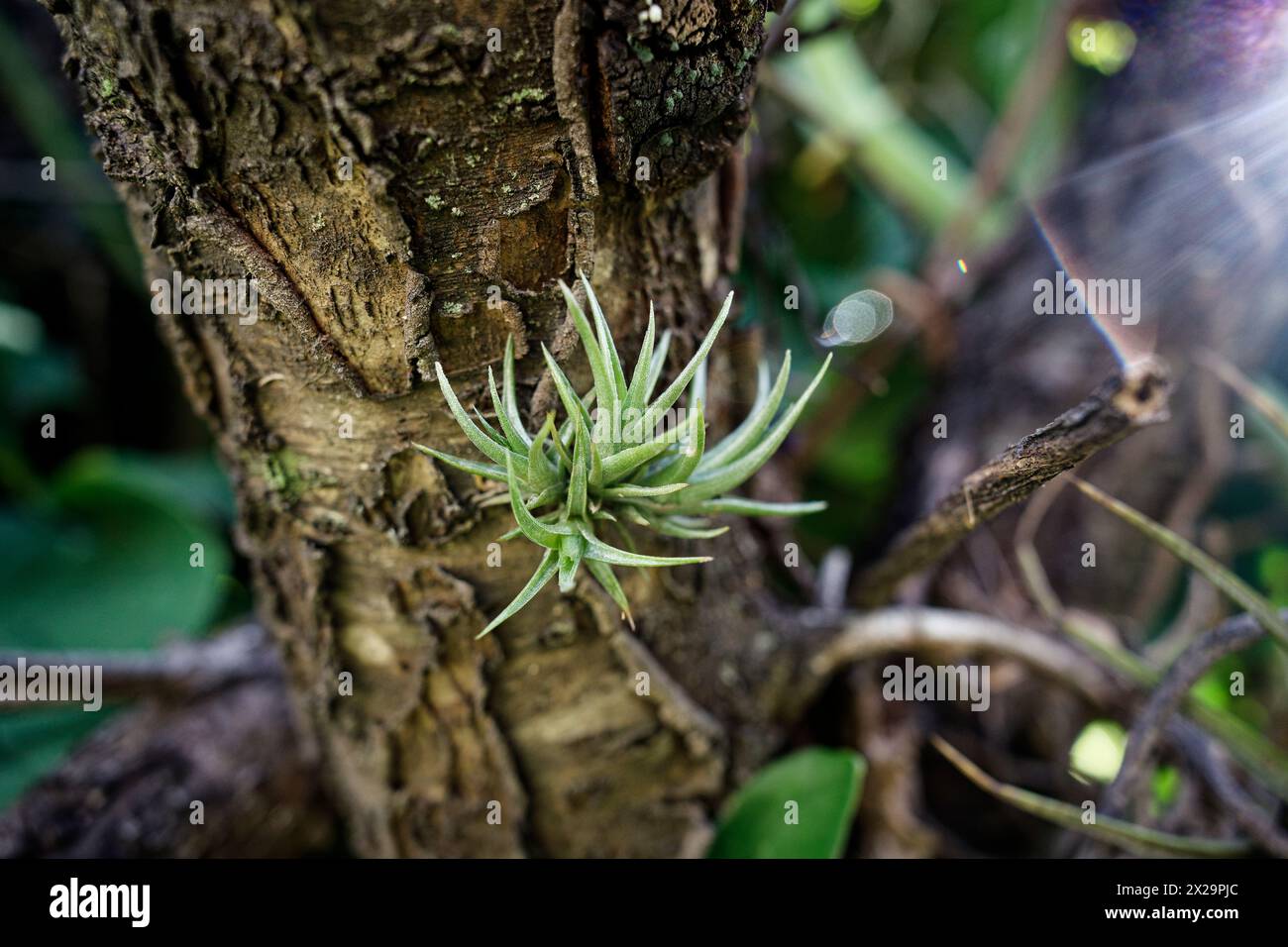 Blooming tillandsia air plant hi-res stock photography and images - Alamy