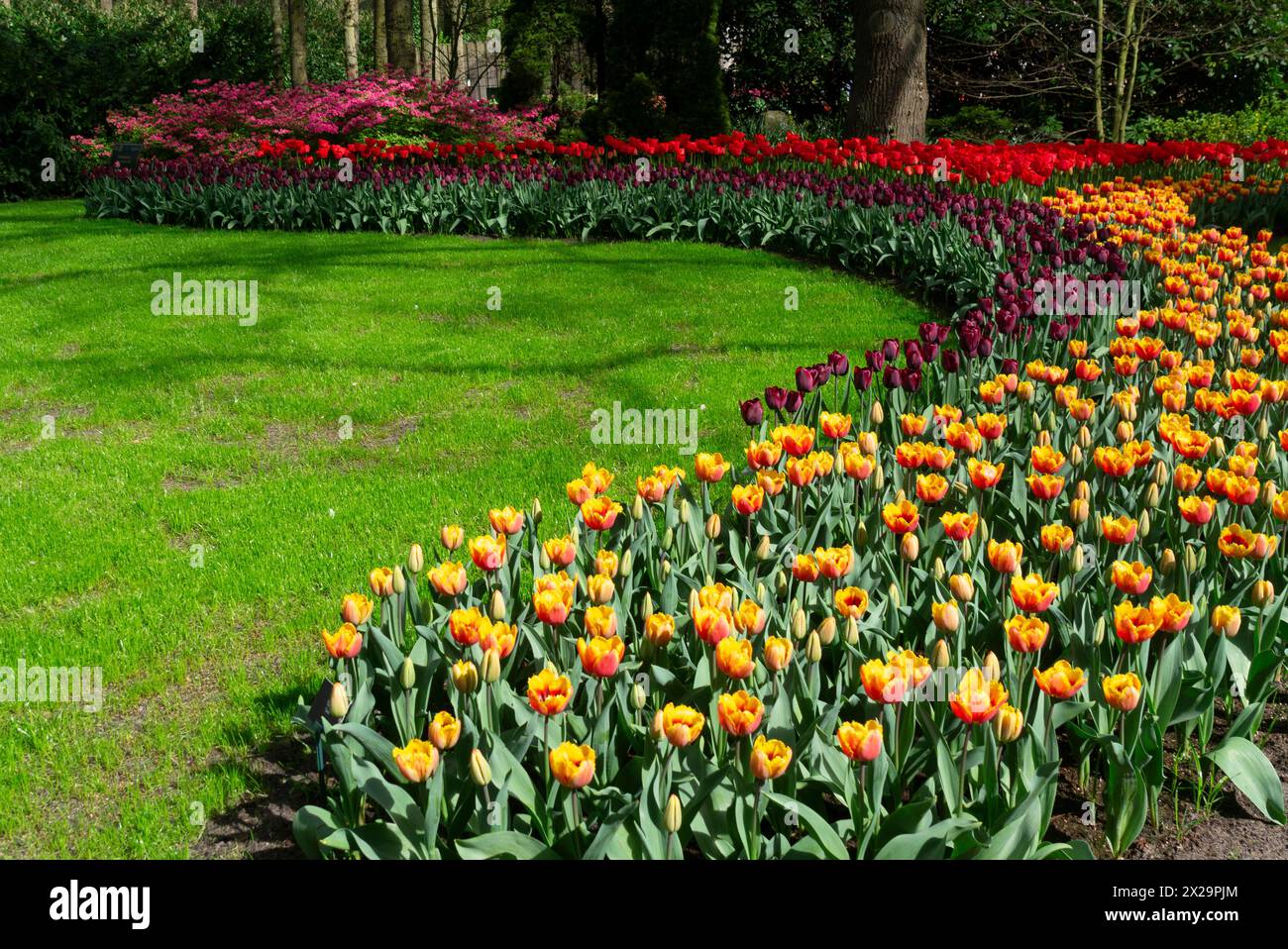 Colourful display of flowering tulips in Keukenhof Gardens Holland the ...