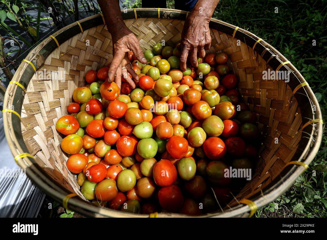 (240421) -- WEST SUMATRA, April 21, 2024 (Xinhua) -- A farmer harvests ...