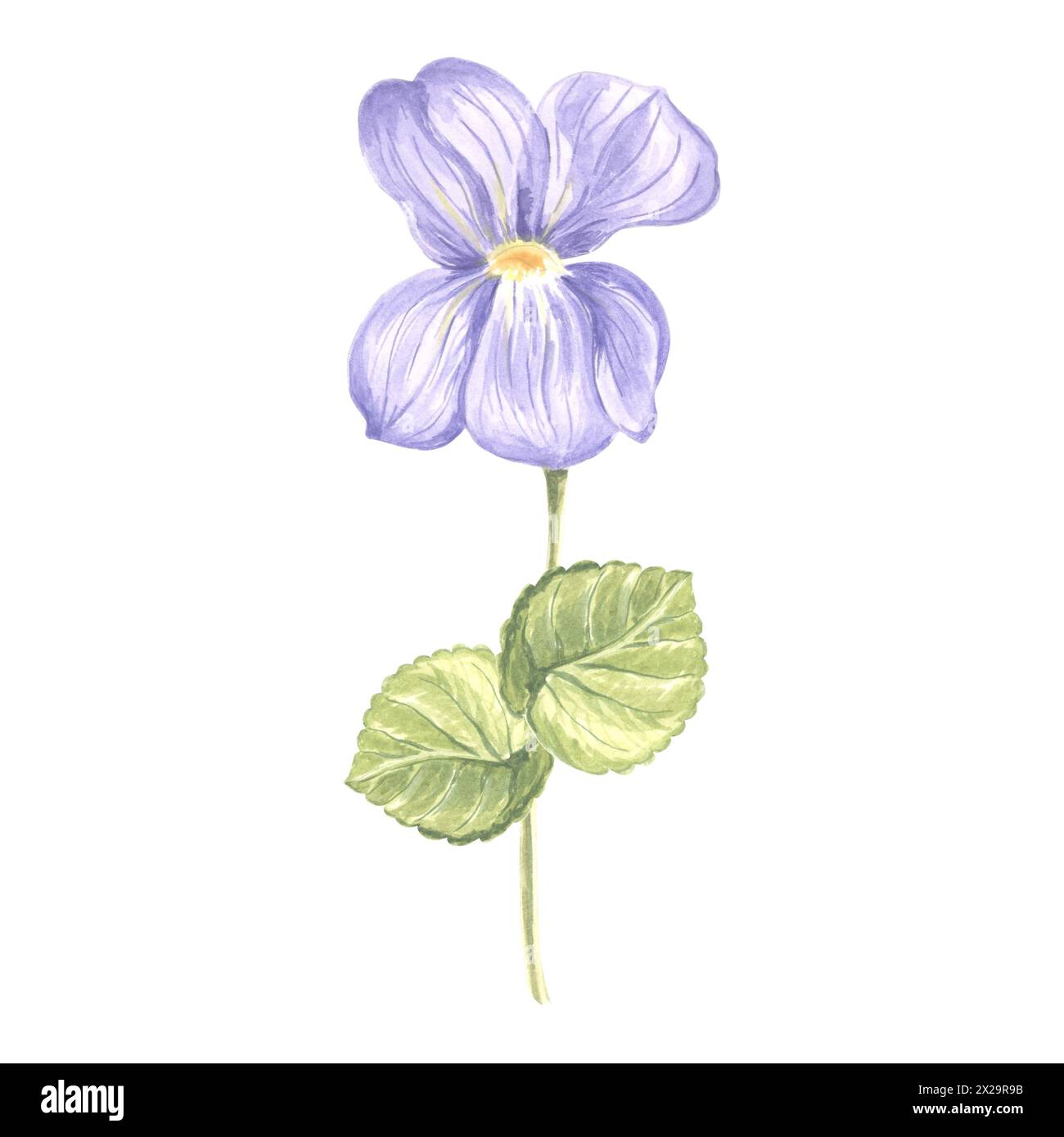 Flower Violet with leaves. Watercolor garden pansy. Isolated hand drawn ...