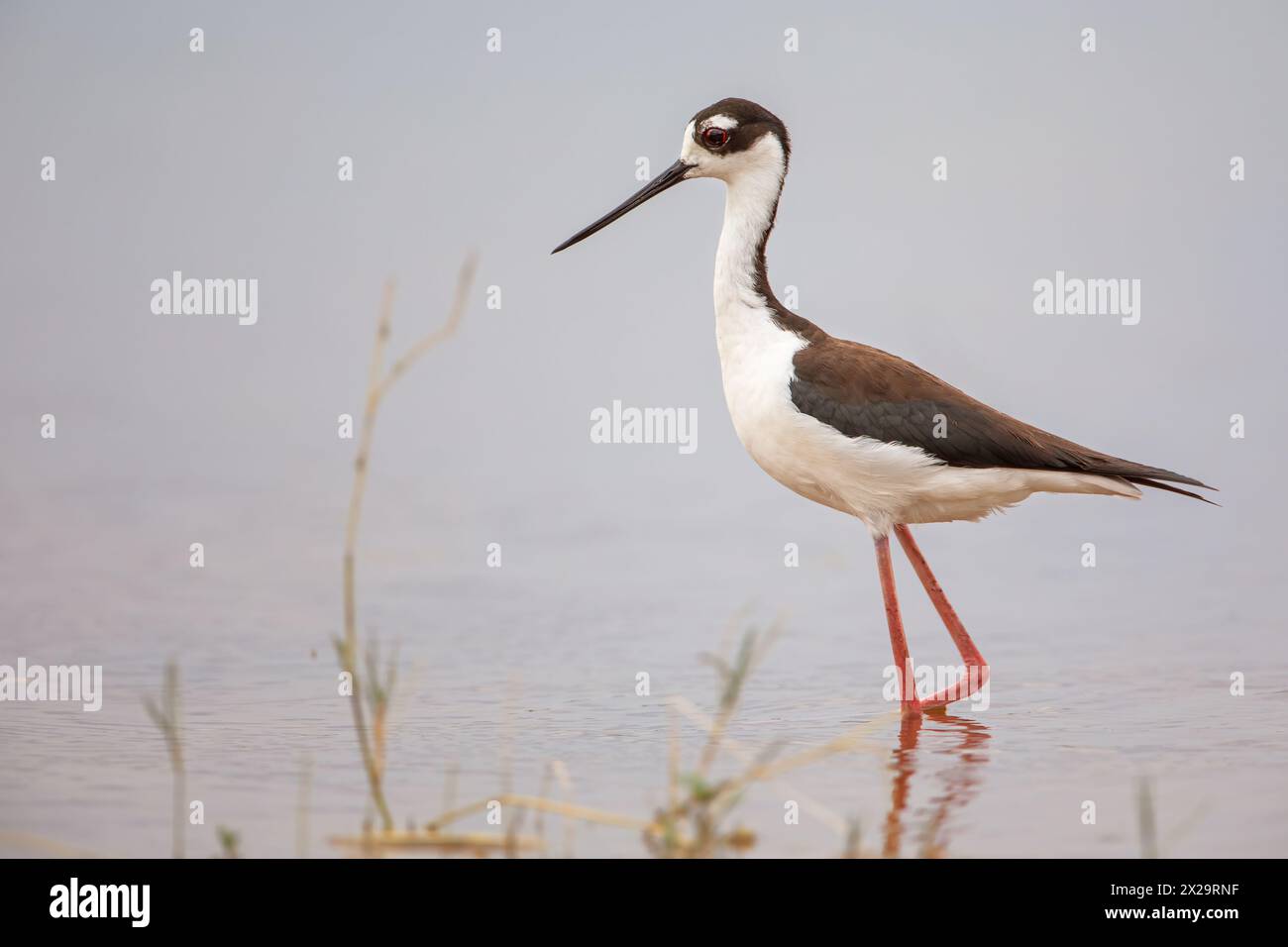 Black-necked stilt (Himantopus mexicanus) in marsh, Kissimmee, Florida ...
