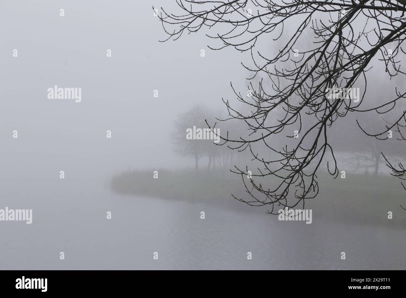 A branch of an autumn tree without leaves against a foggy landscape ...
