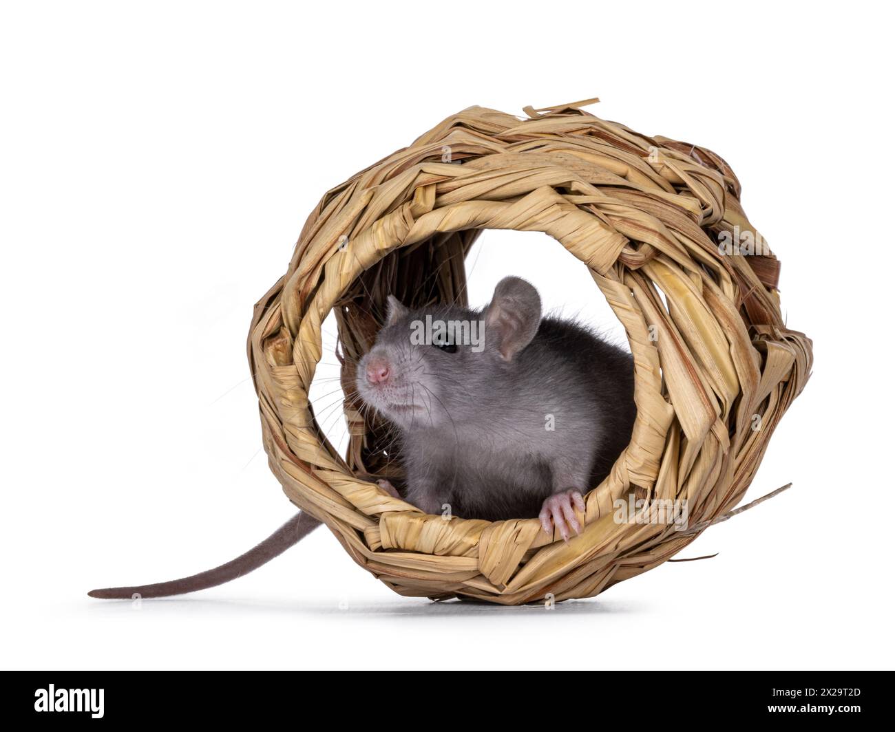 Pet hiding cage hi-res stock photography and images - Alamy