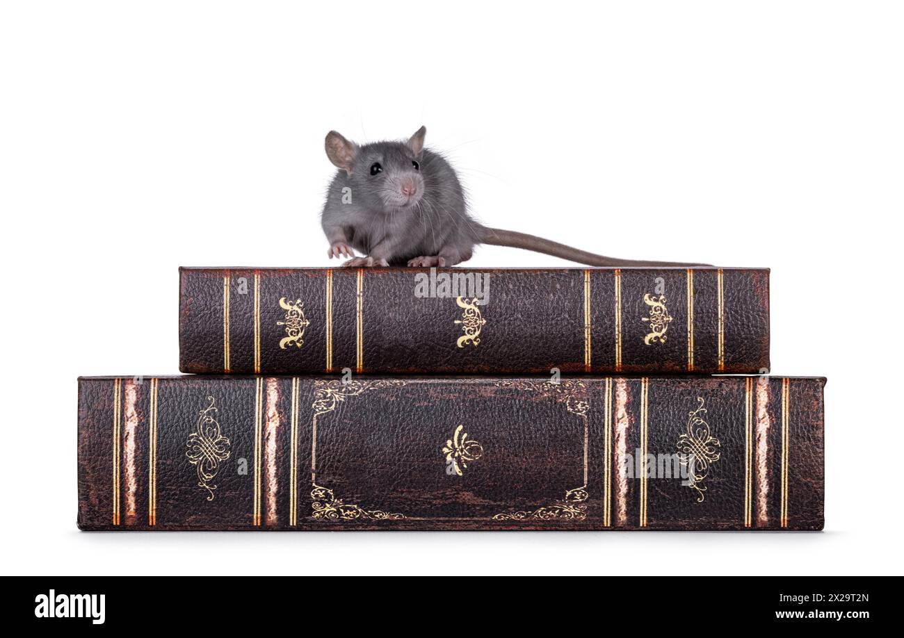 Cute little blue rat walking over stacked old books towards camera ...