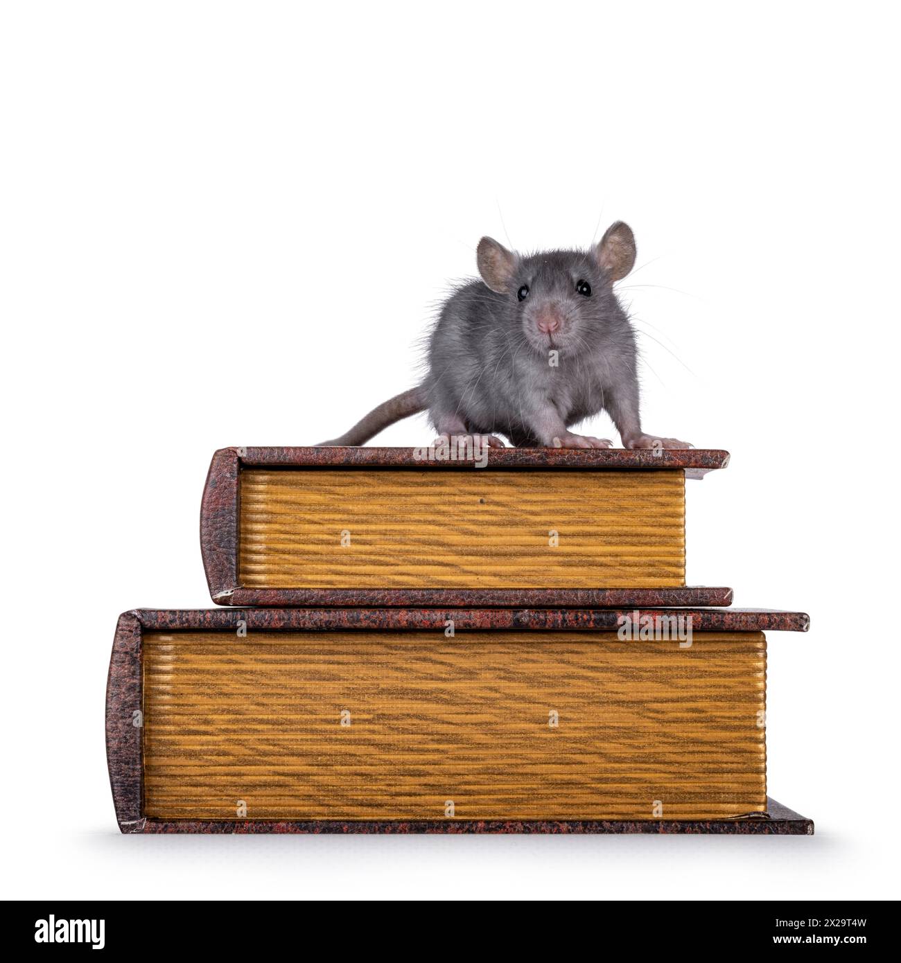 Cute little blue rat standing on stacked old books . Looking straight ...
