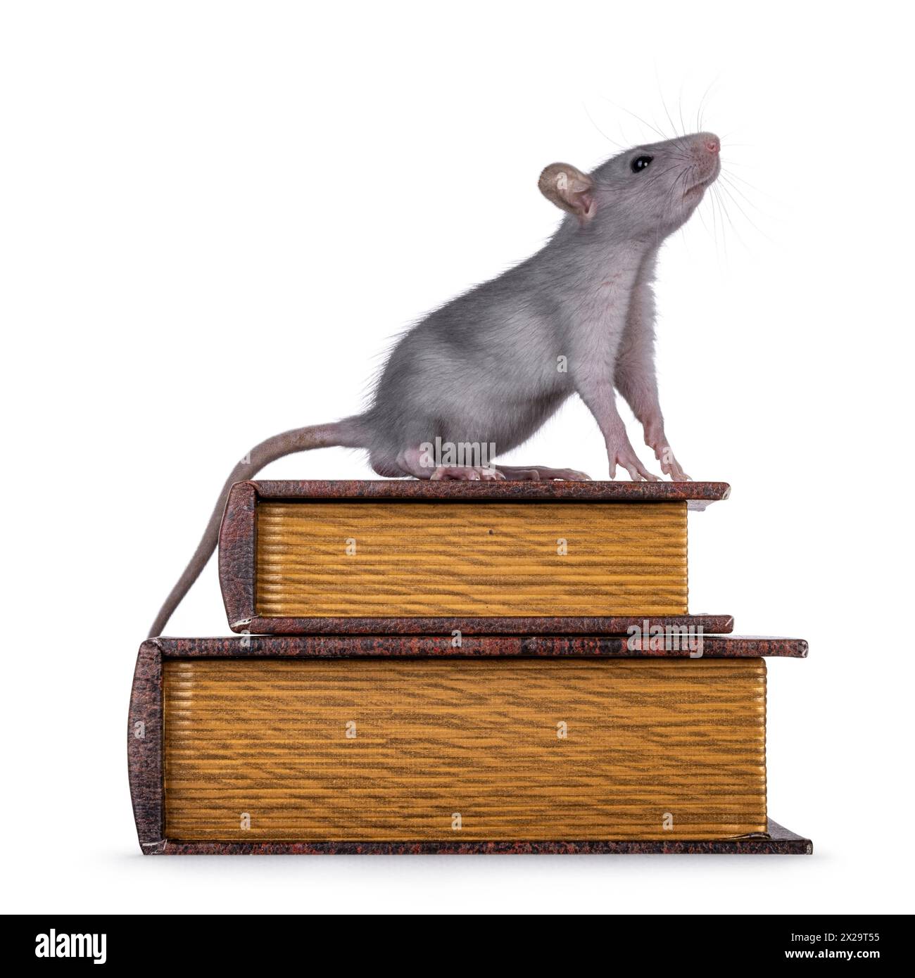 Cute little blue rat standing side ways on stacked old books . Looking ...