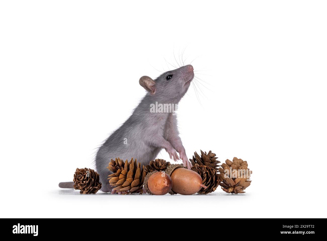 Cute little blue rat, sitting inbetween pine cones and acorns. Looking ...