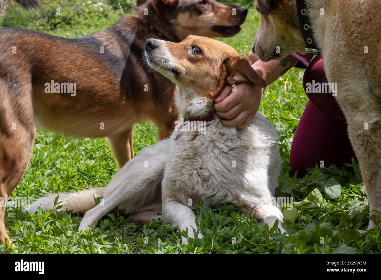 Two dogs meet in the garden close up Stock Photo - Alamy
