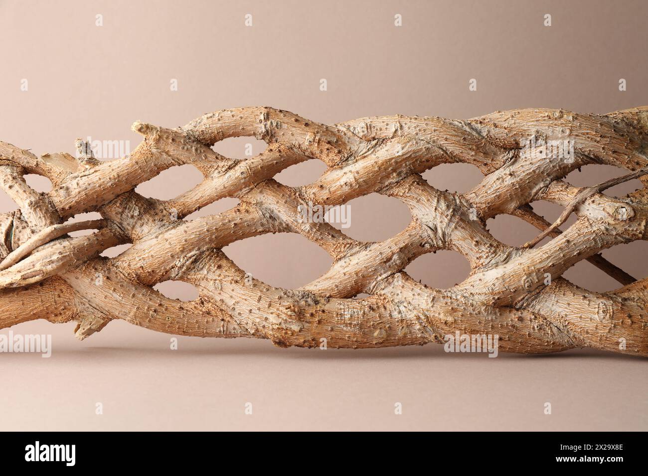Braided trunk hi-res stock photography and images - Alamy