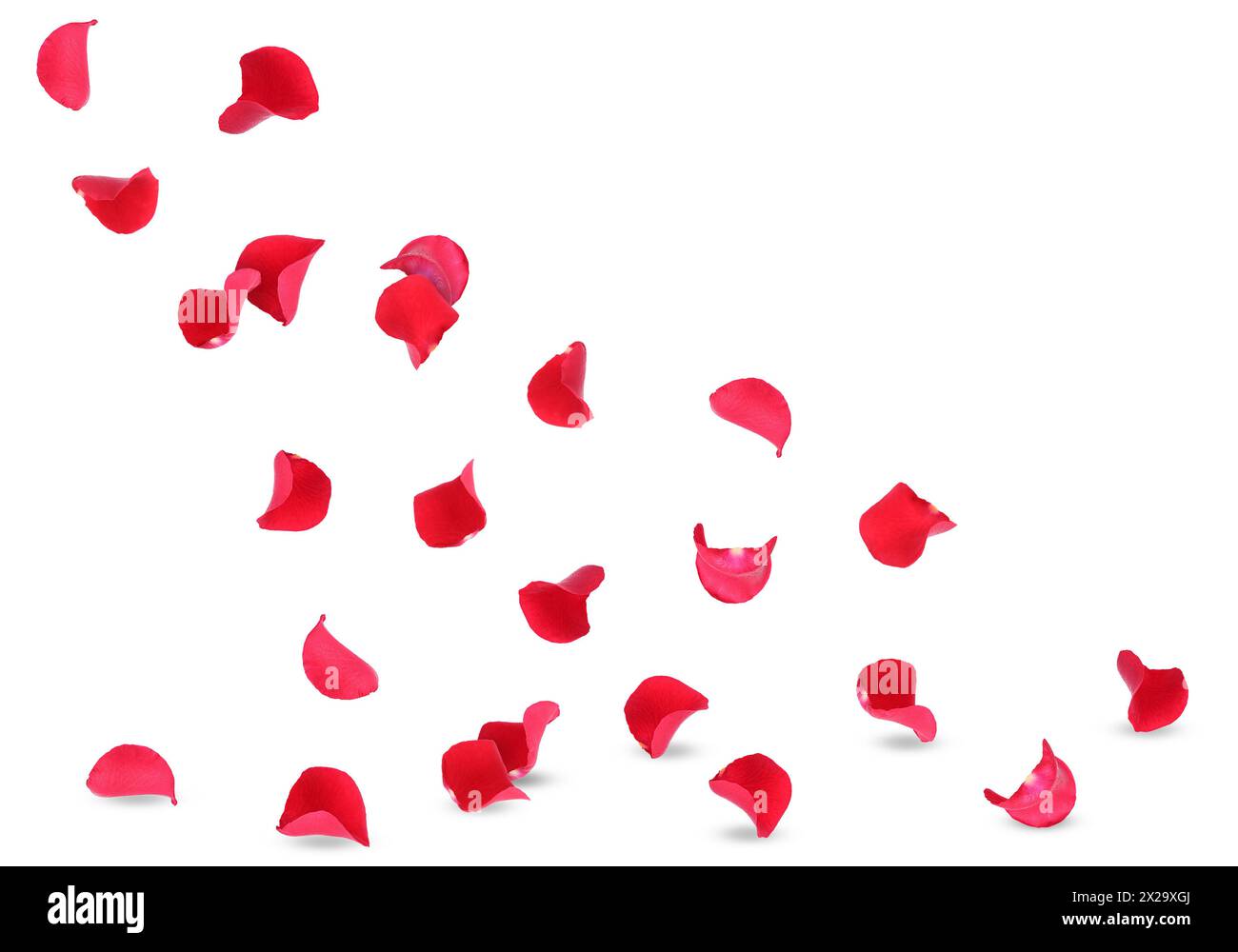 Beautiful rose petals flying on white background Stock Photo - Alamy