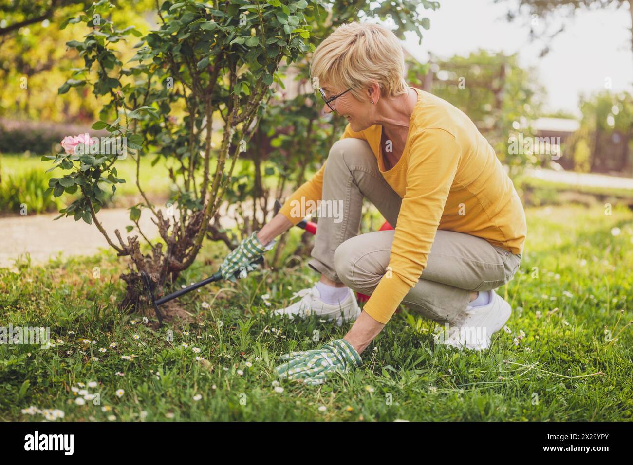 Happy senior woman gardening in her yard. She is using rake Stock Photo ...