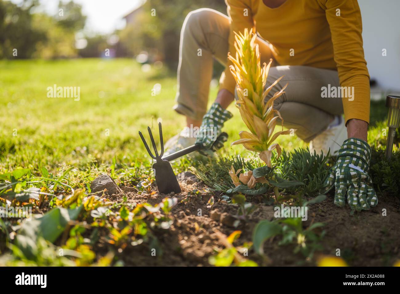 Close up image of senior woman gardening in her yard. She is using rake ...